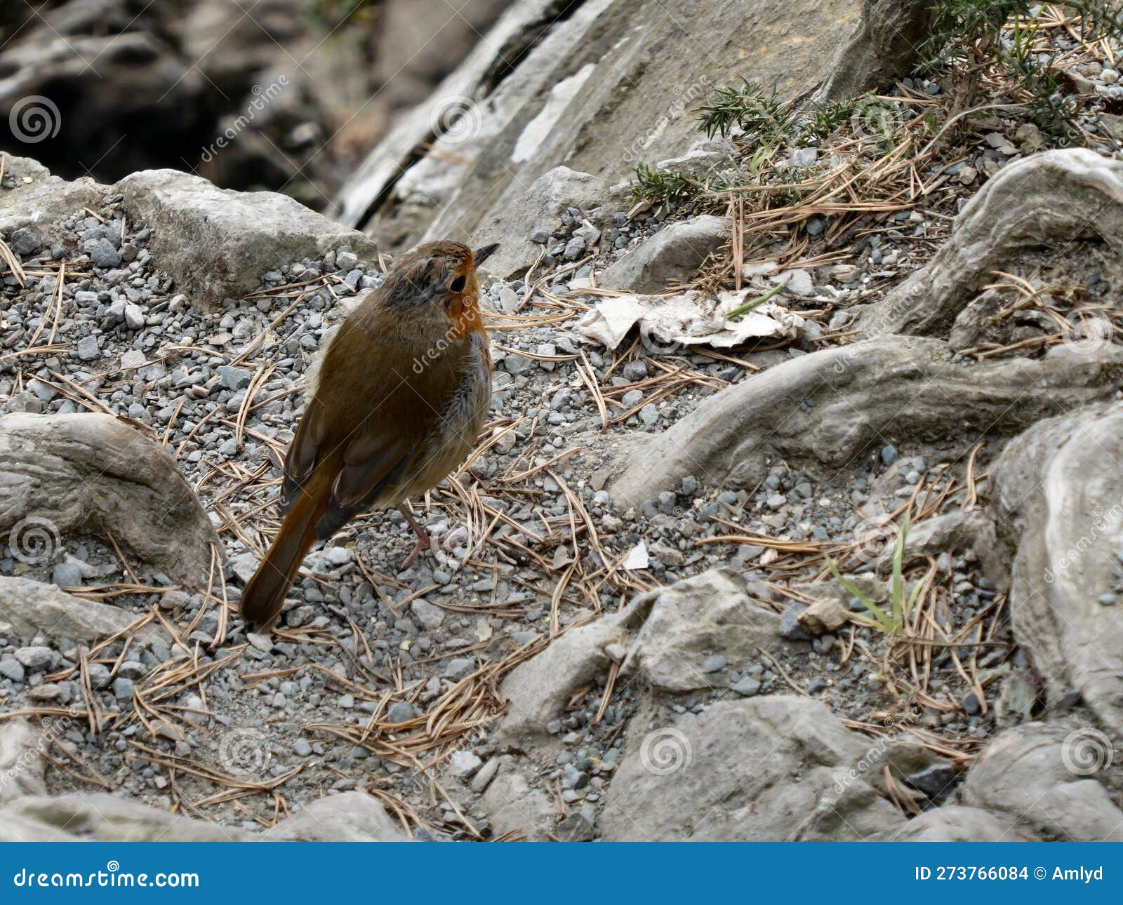 Robin on rough surface stock photo. Image of peaceful - 273766084