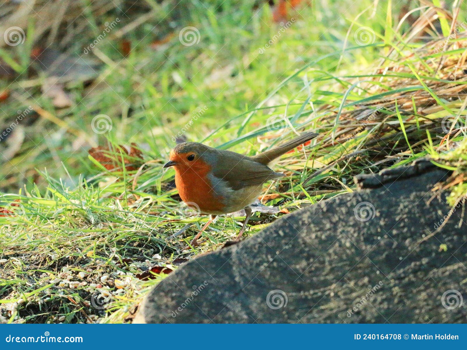 Robin running to the left stock photo. Image of outdoors - 240164708