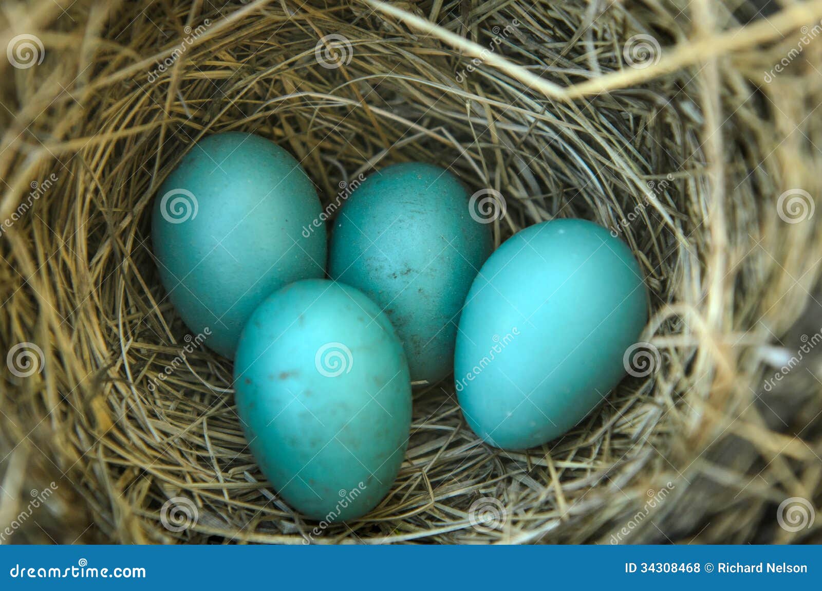 Robin s Bird Nest stock photo. Image of closeup, close - 34308468