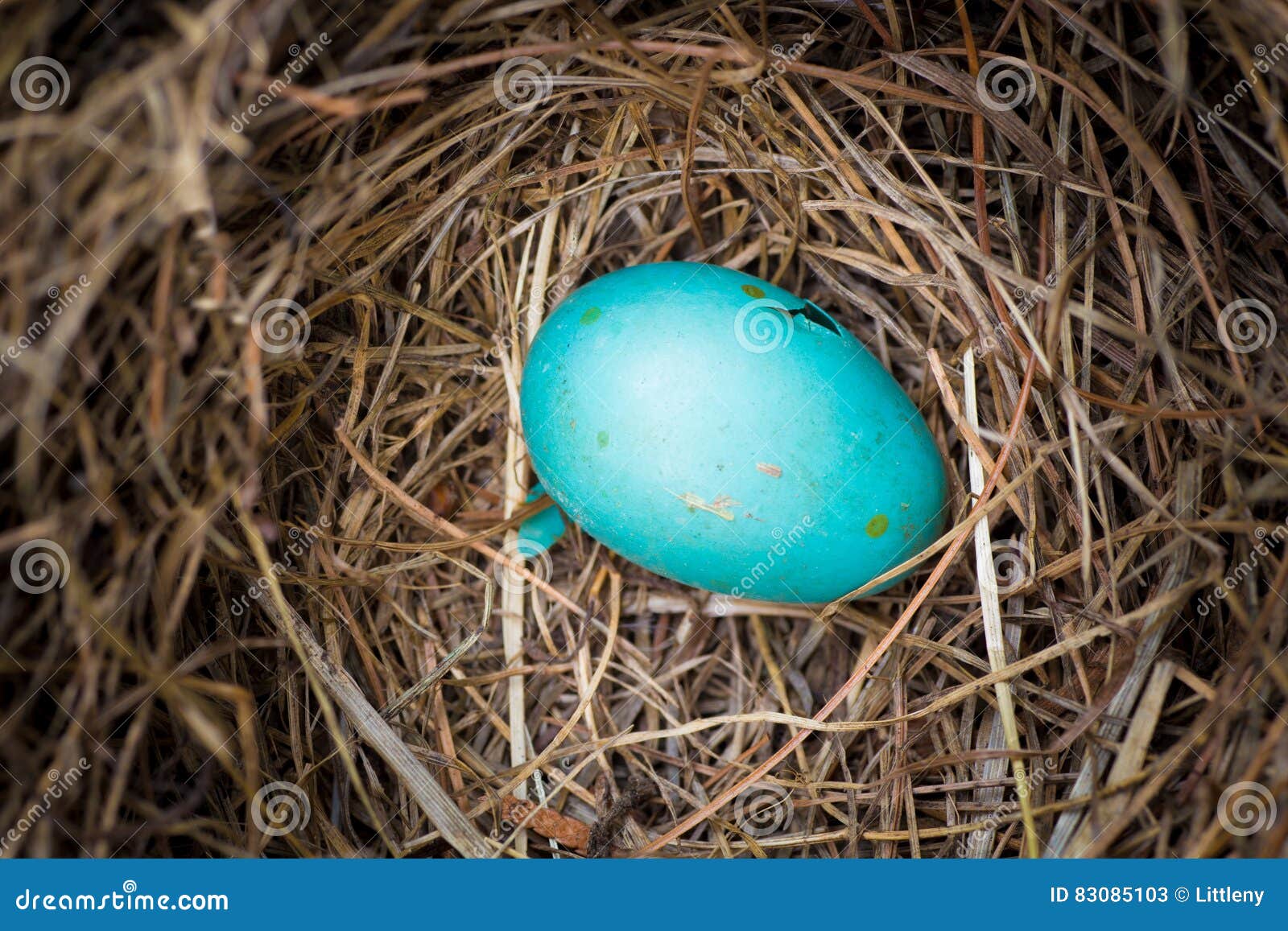 Robin`s egg nest stock image. Image of robins, tree, shell - 83085103