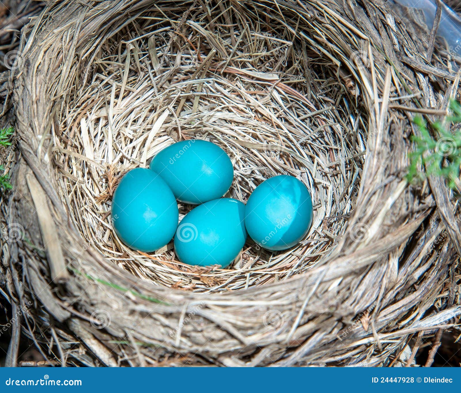 Robin s eggs. stock photo. Image of geographic, infant - 24447928