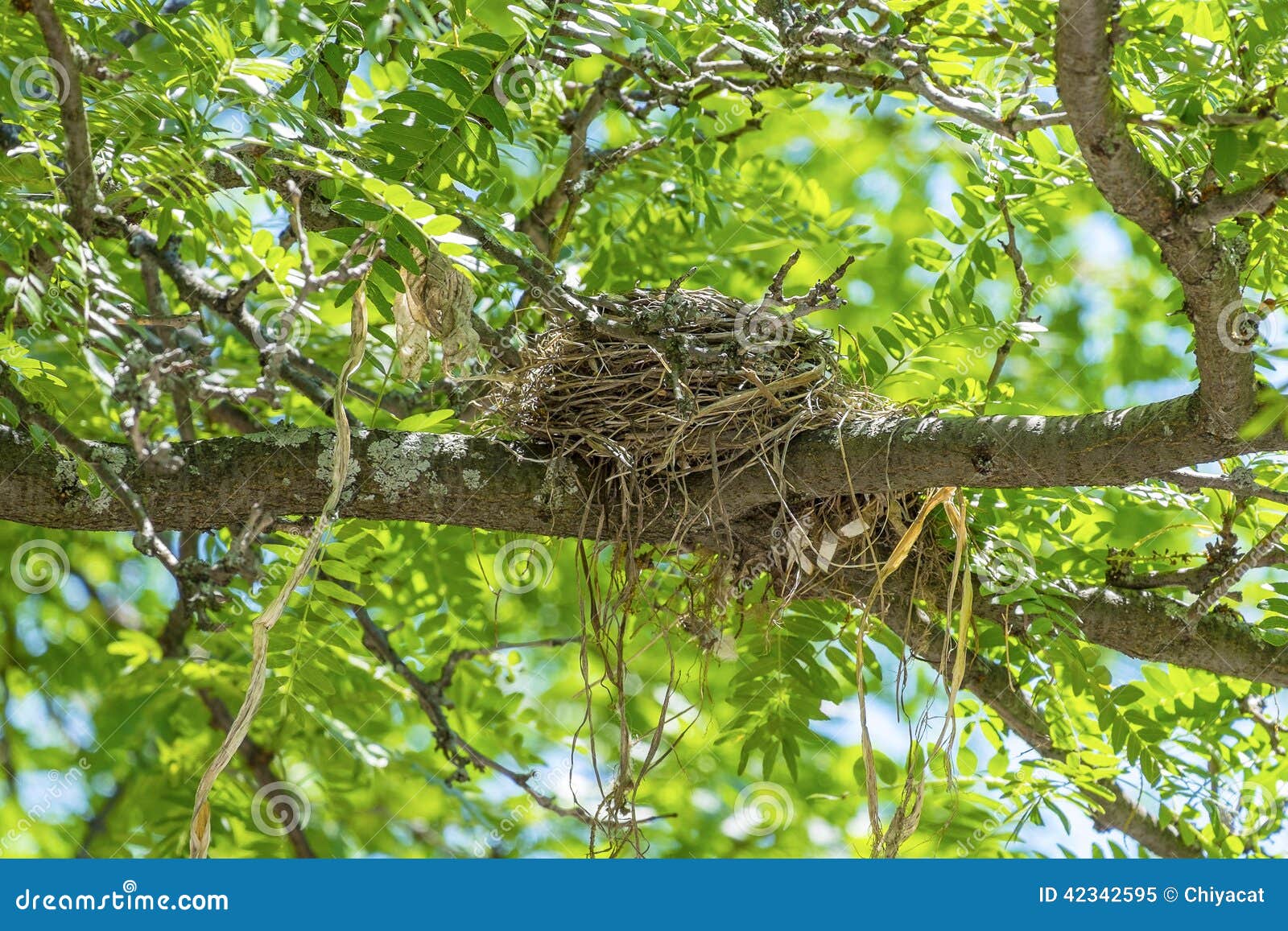 Robin s Nest stock image. Image of birds, robins, sunlight - 42342595
