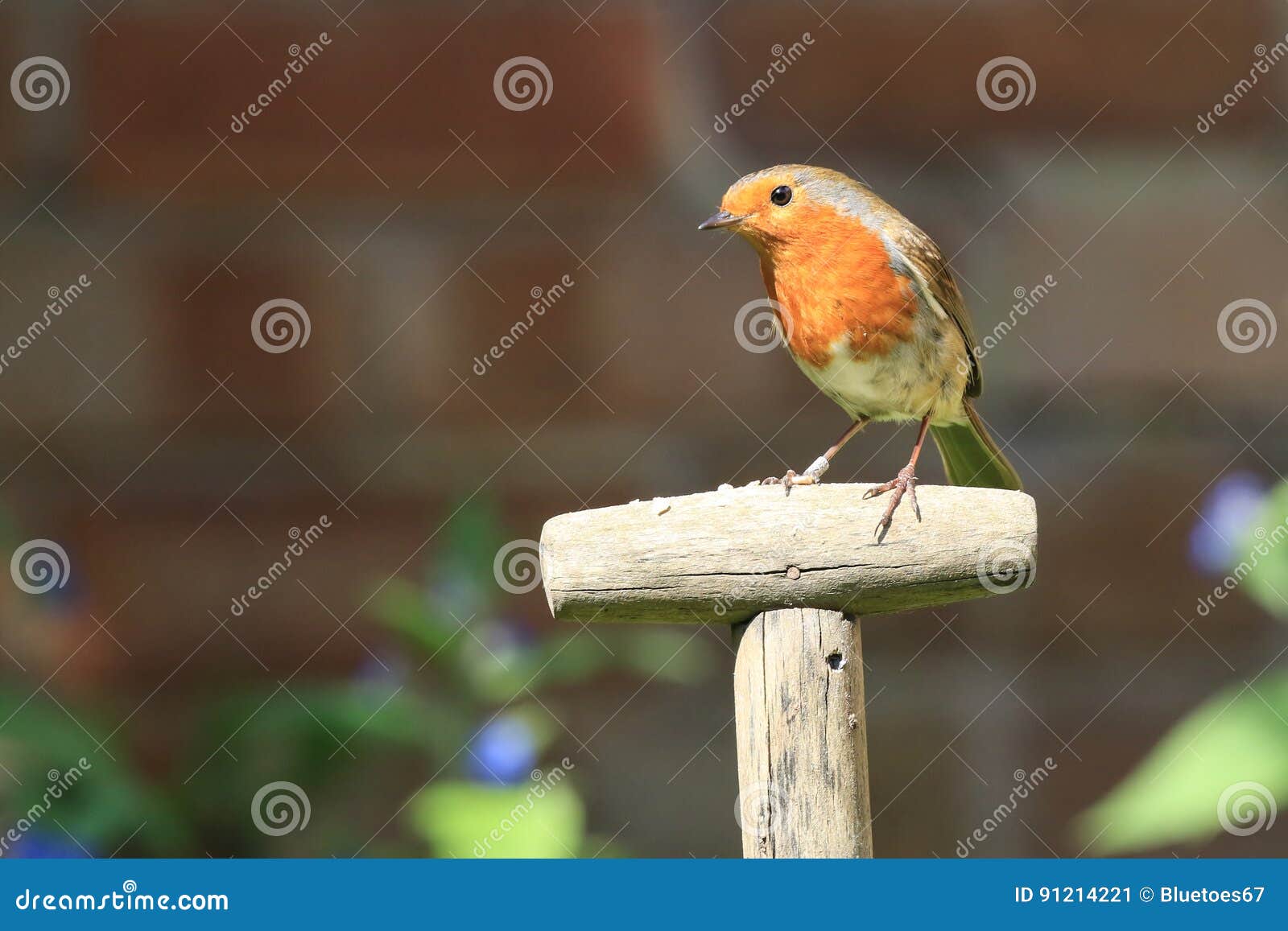 Robin Sat on a Garden Spade Handle Stock Image - Image of branchn ...