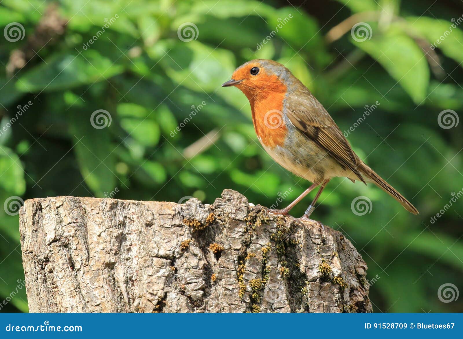 Robin sat on a log stock image. Image of english, breast - 91528709