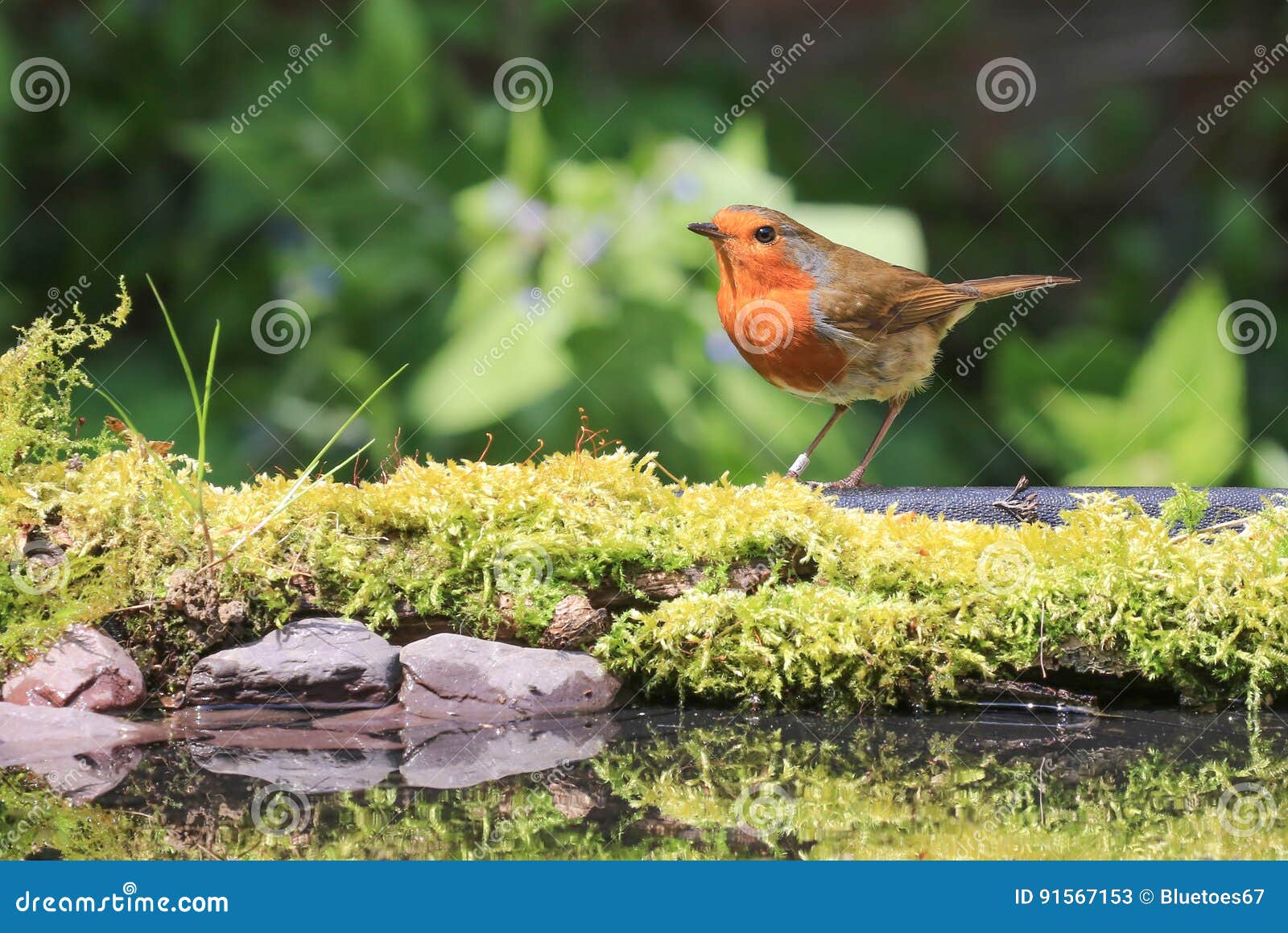 Robin sat on moss stock image. Image of breast, drinking - 91567153