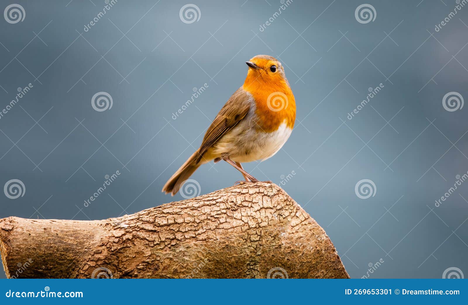 A robin sat on a post stock image. Image of background - 269653301
