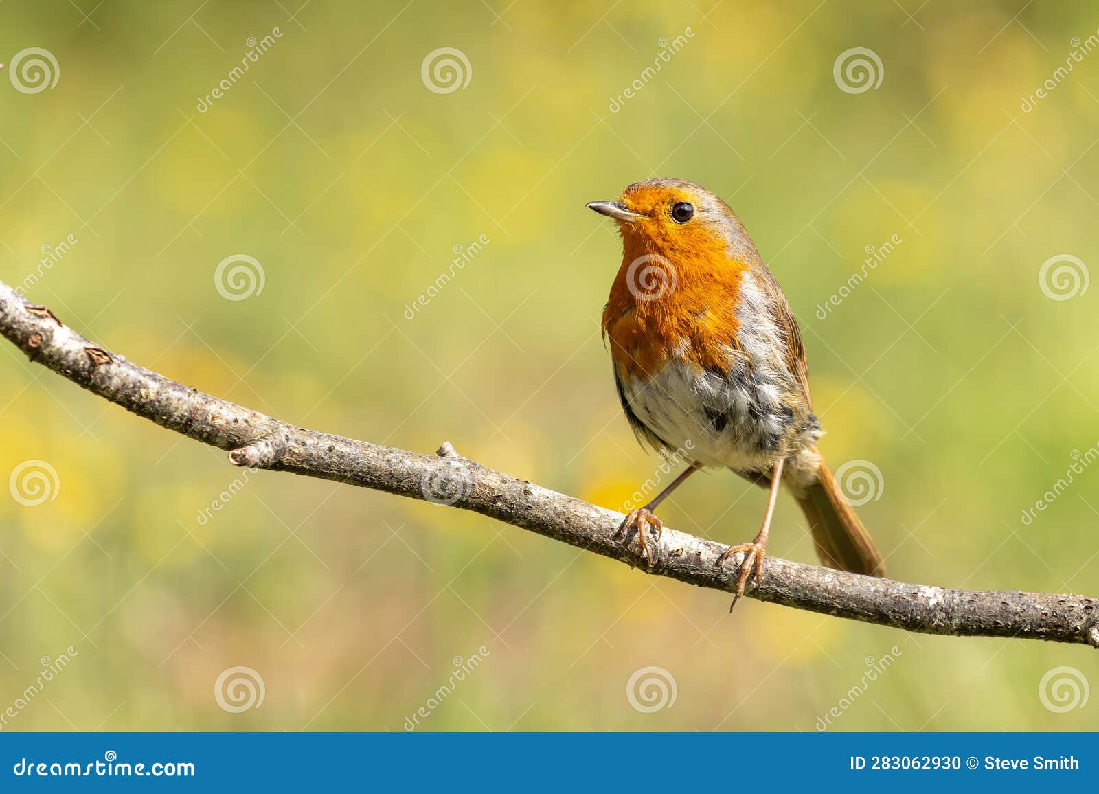A Robin Sat on a Tree Branch Stock Photo - Image of life, orange: 283062930