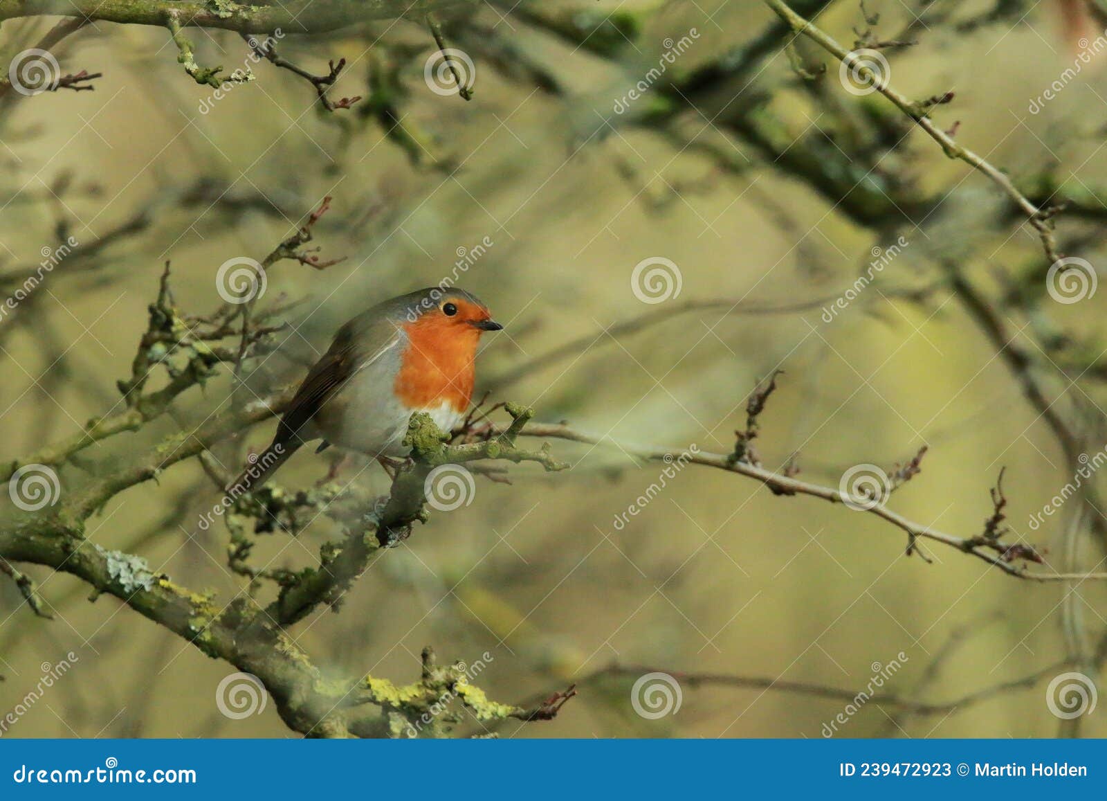 Robin looking around stock image. Image of environment - 239472923