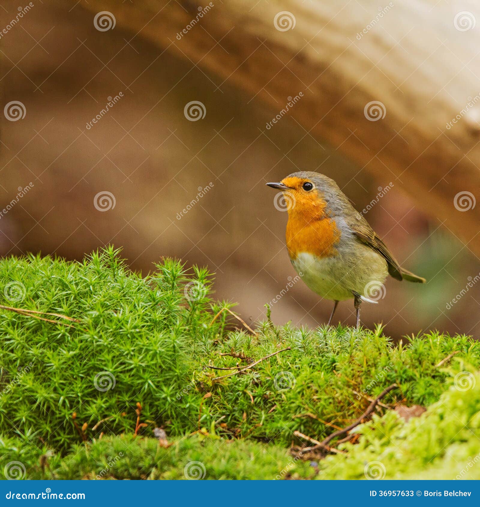 A Robin at scene stock image. Image of locations, europe - 36957633