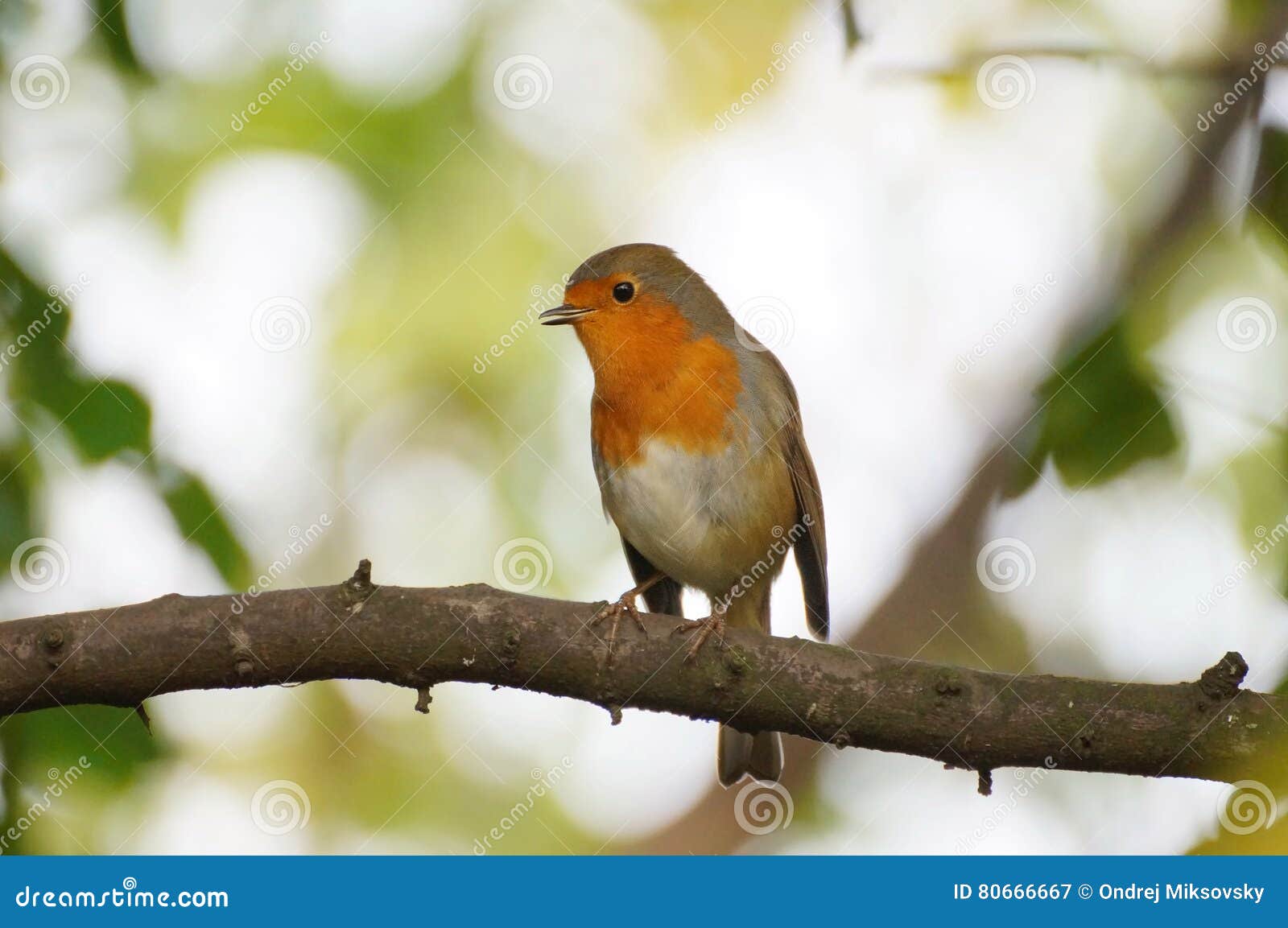 Robin Se Reposant Sur La Branche Image stock - Image du chantez, orange ...