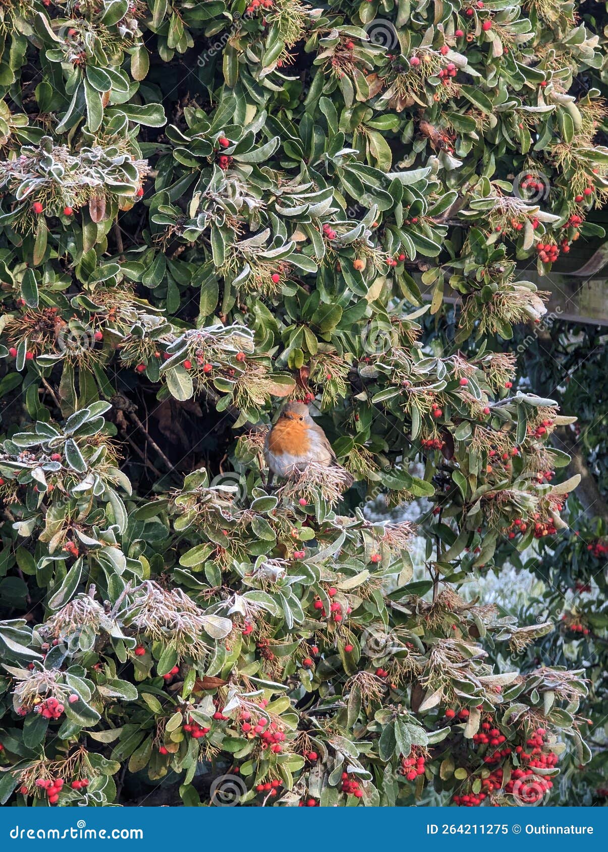 Robin in a Shrub with Berries Stock Image - Image of berry, robins ...
