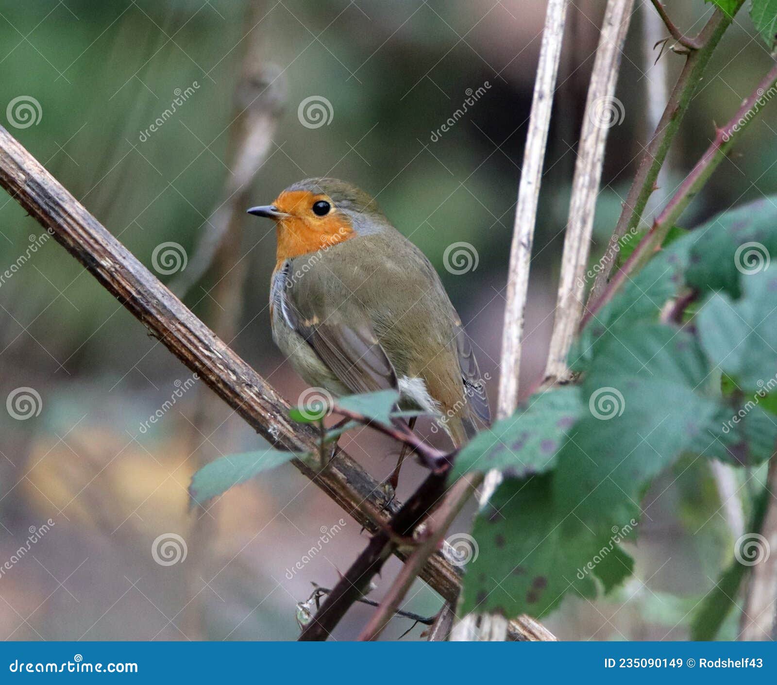 Robin Sideways View Framed by Branches Stock Image - Image of robins ...