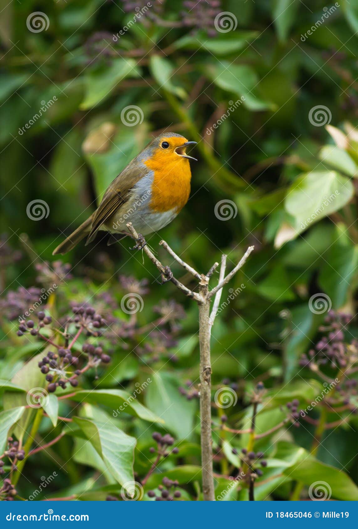 Robin singing stock photo. Image of wild, garden, erithacus - 18465046