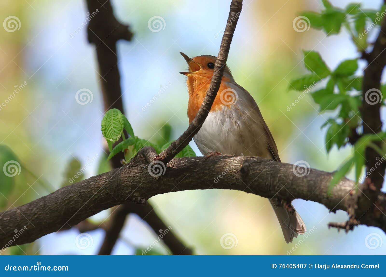 Robin singing stock image. Image of singing, erithacus - 76405407