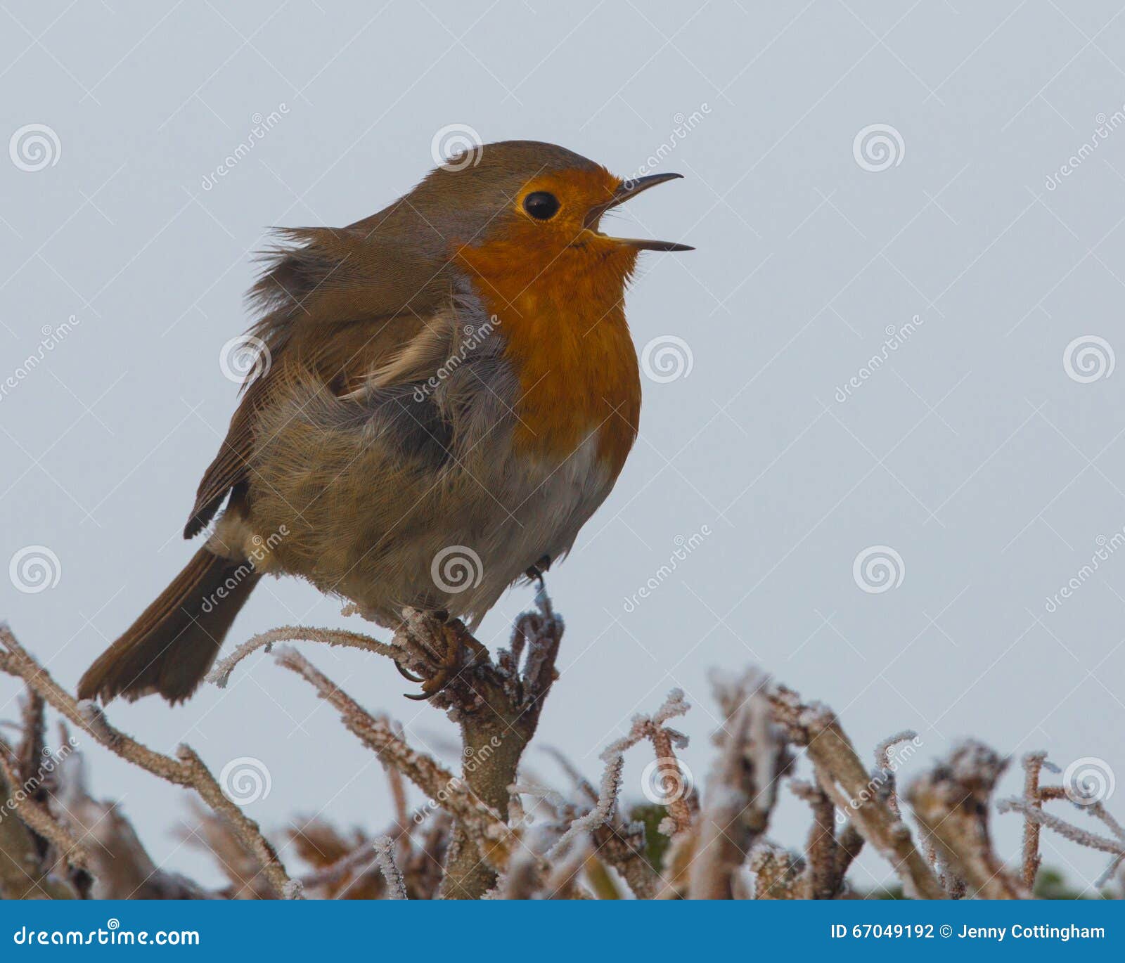 Robin Singing on a Frosty Day. (Erithacus Rubecula) Stock Photo - Image ...