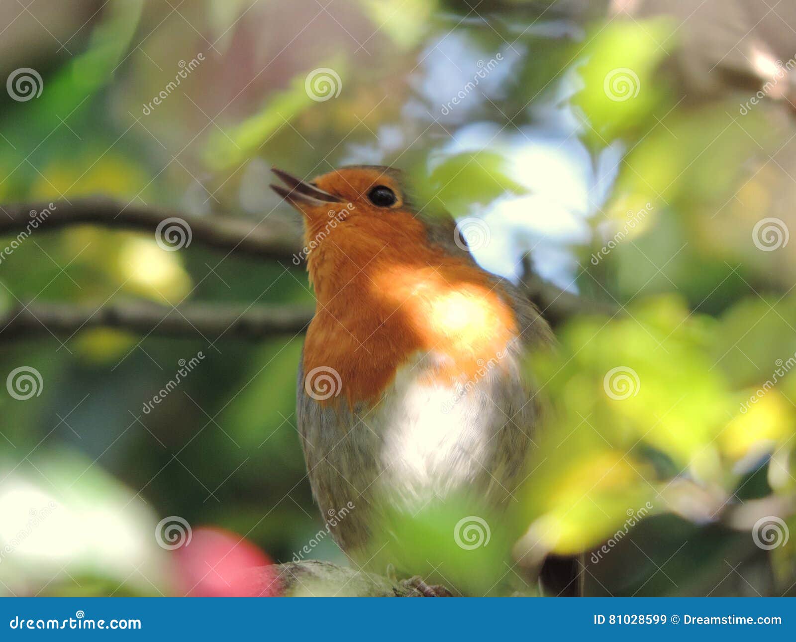 Robin Singing stock image. Image of singing, tree, colorful - 81028599