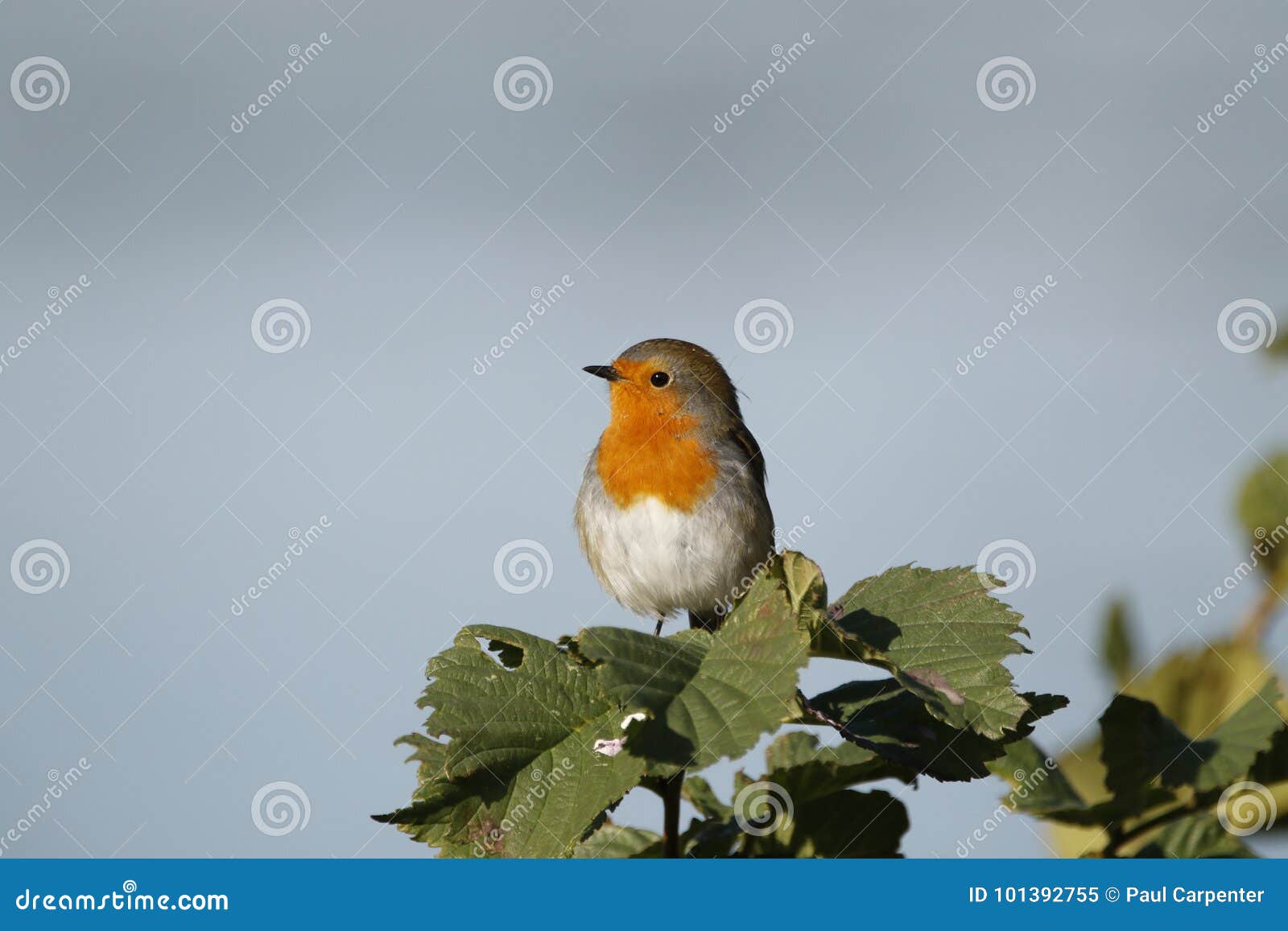 Robin Singing with Backdrop Stock Image - Image of bird, flying: 101392755