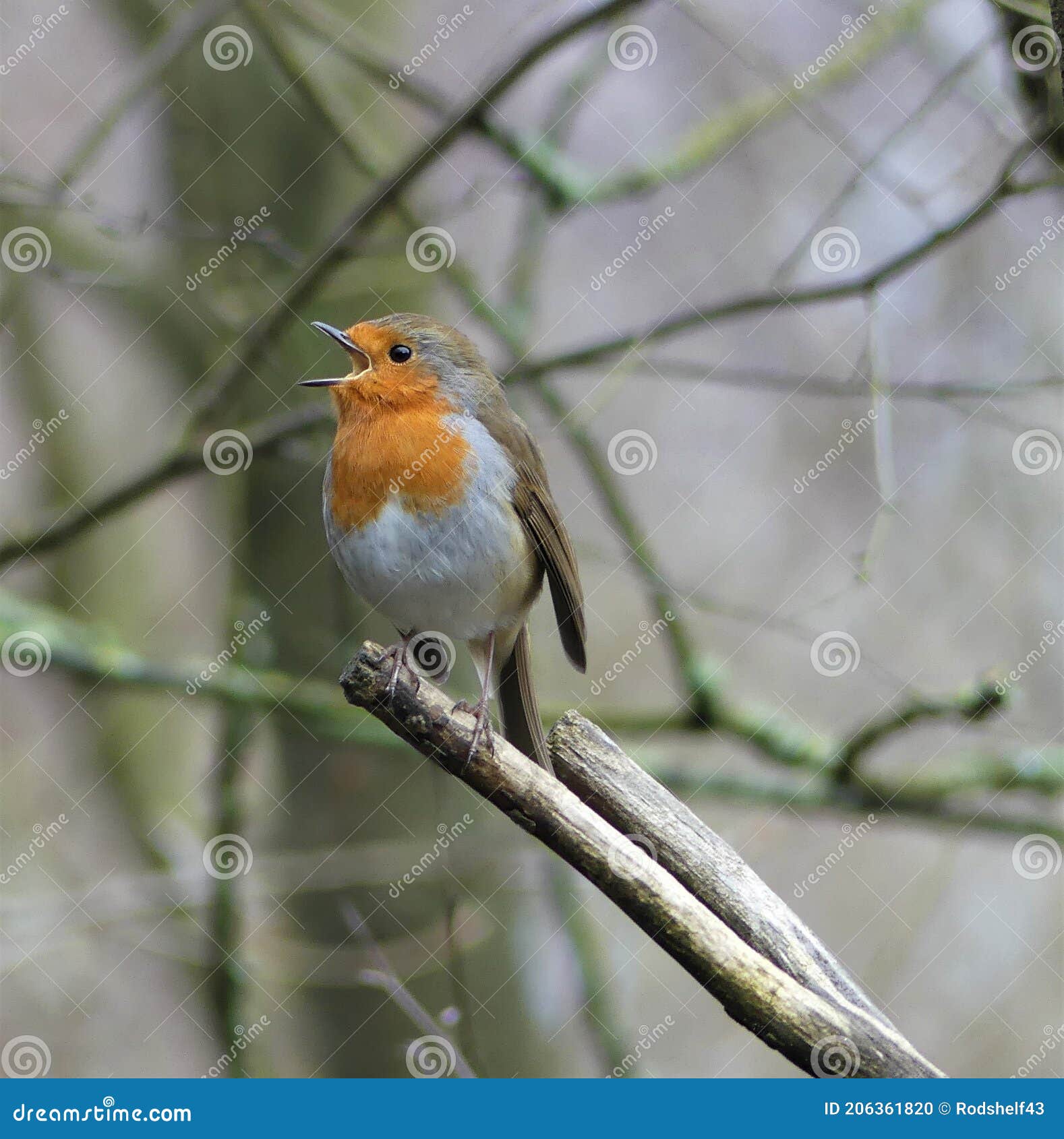 Robin Singing on Perch - Sideways View Stock Photo - Image of robin ...