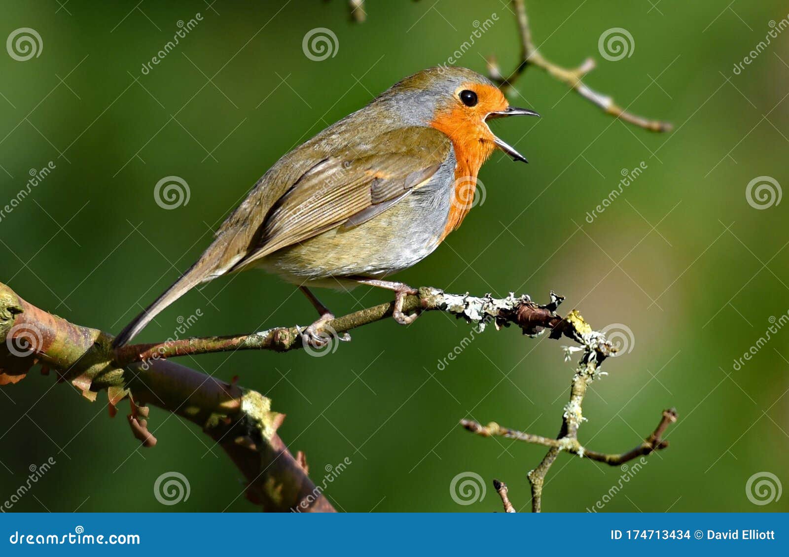 A robin singing stock photo. Image of bird, colour, twitch - 174713434