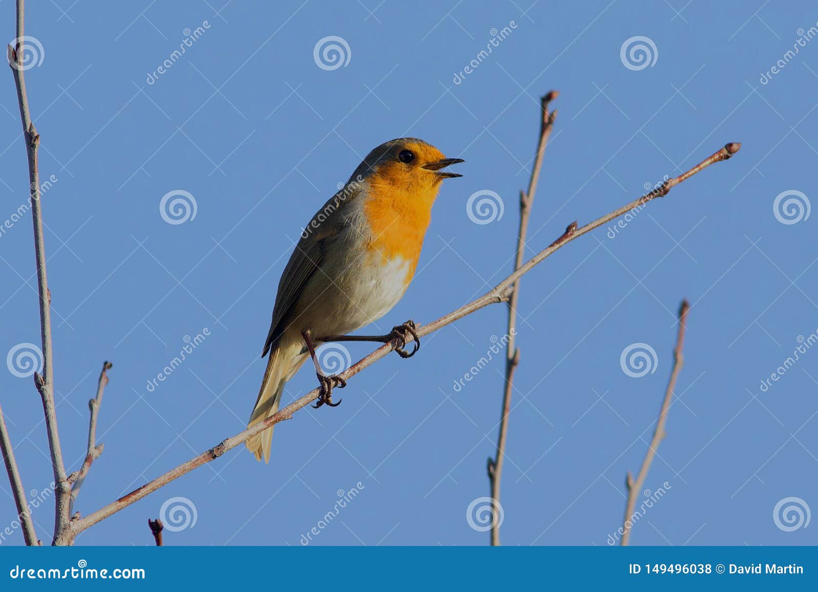 A Robin Singing in the Spring Sunshine. Stock Photo - Image of ...