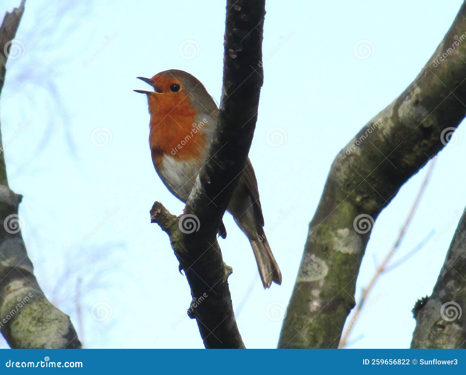 Robin Singing in Tree Branch Stock Photo - Image of bird, song: 259656822