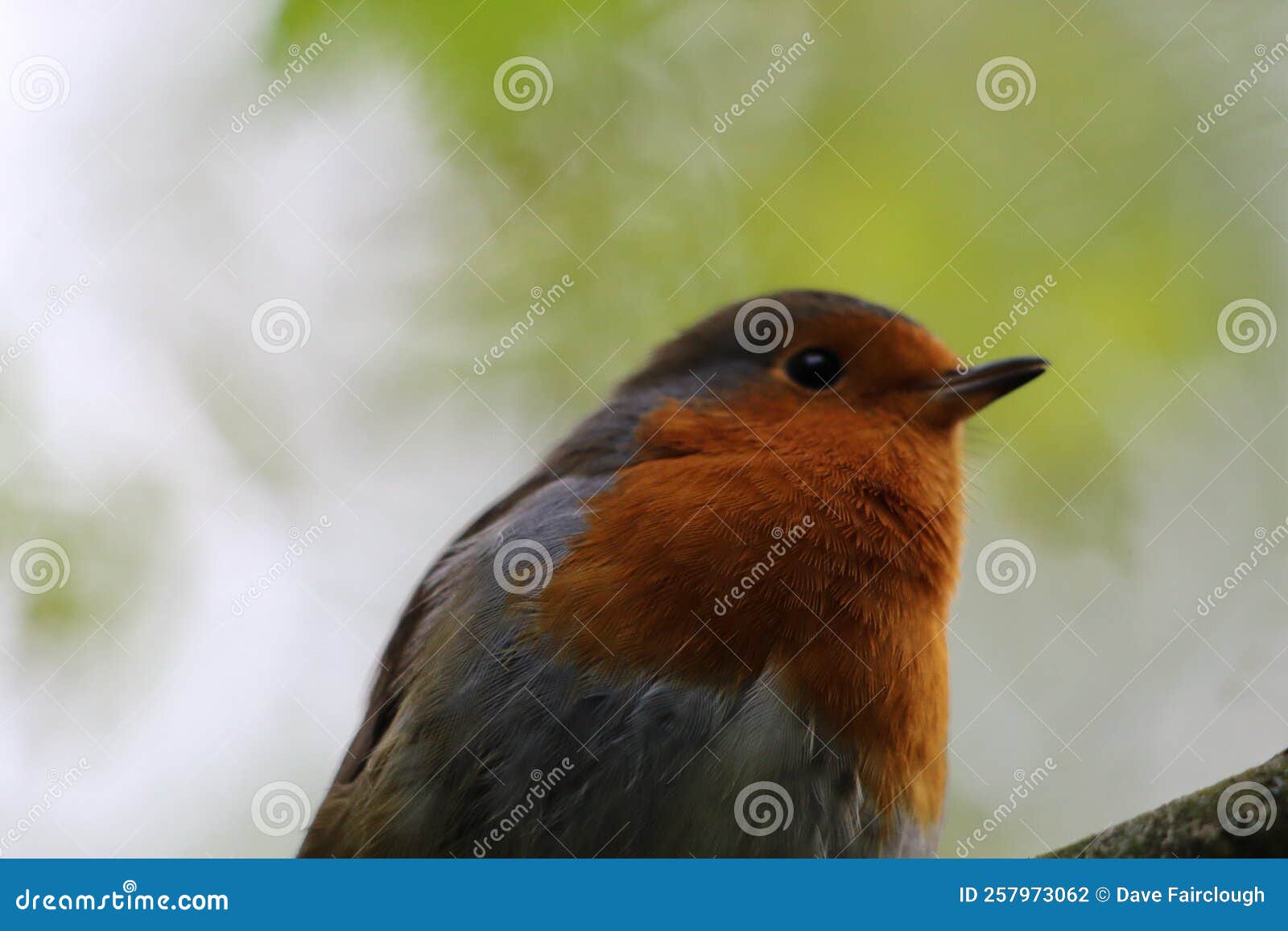 A Robin Singing in a Tree in the Forest Stock Photo - Image of animal ...