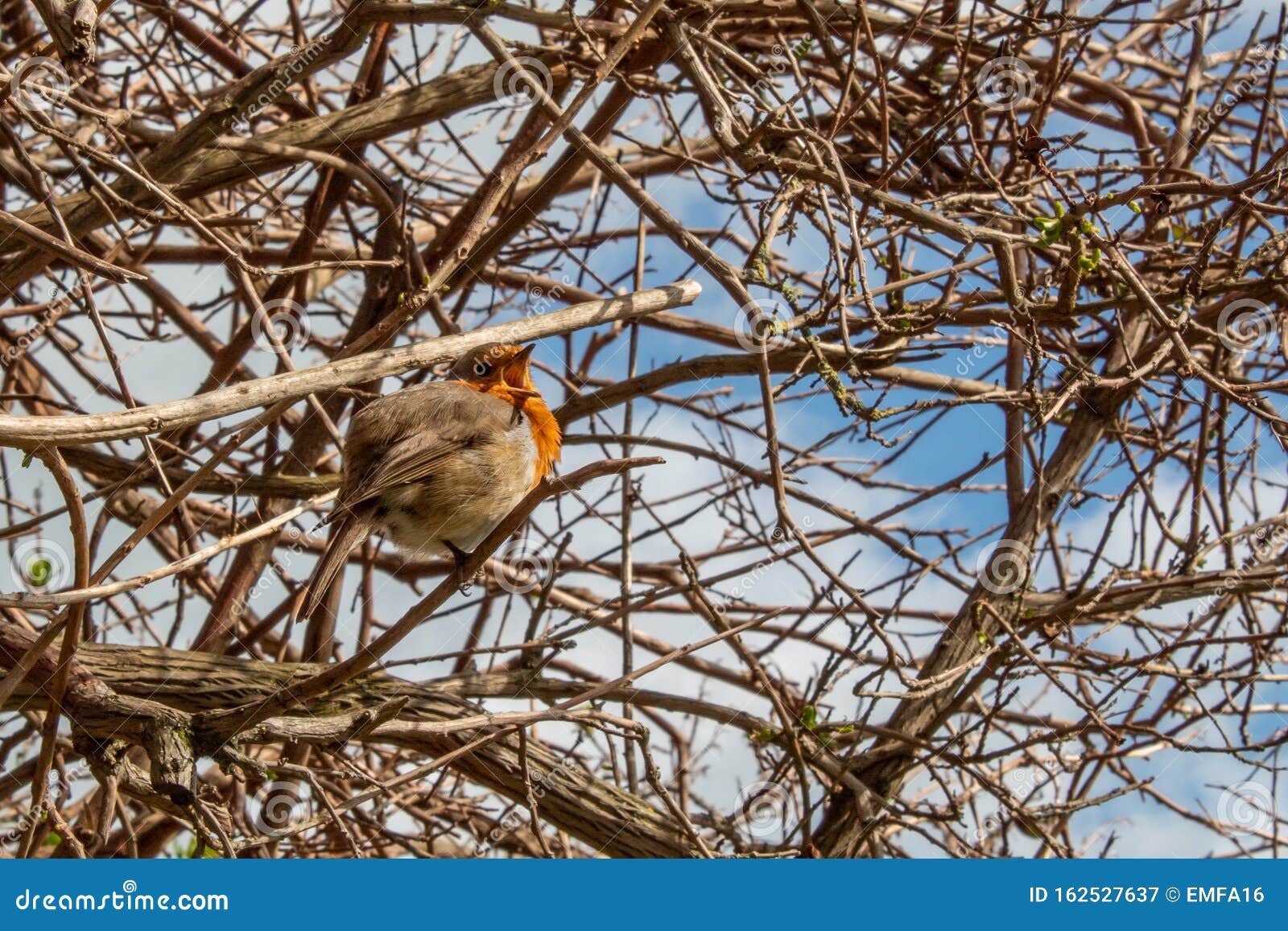 A Robin Singing in a Tree stock image. Image of rubecula - 162527637