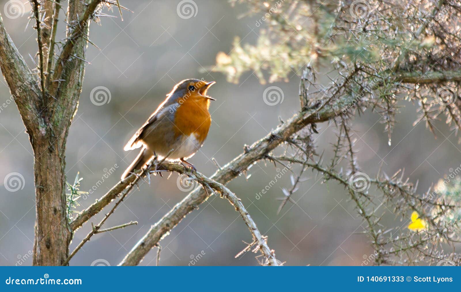 Robin singing in a tree stock image. Image of garden - 140691333