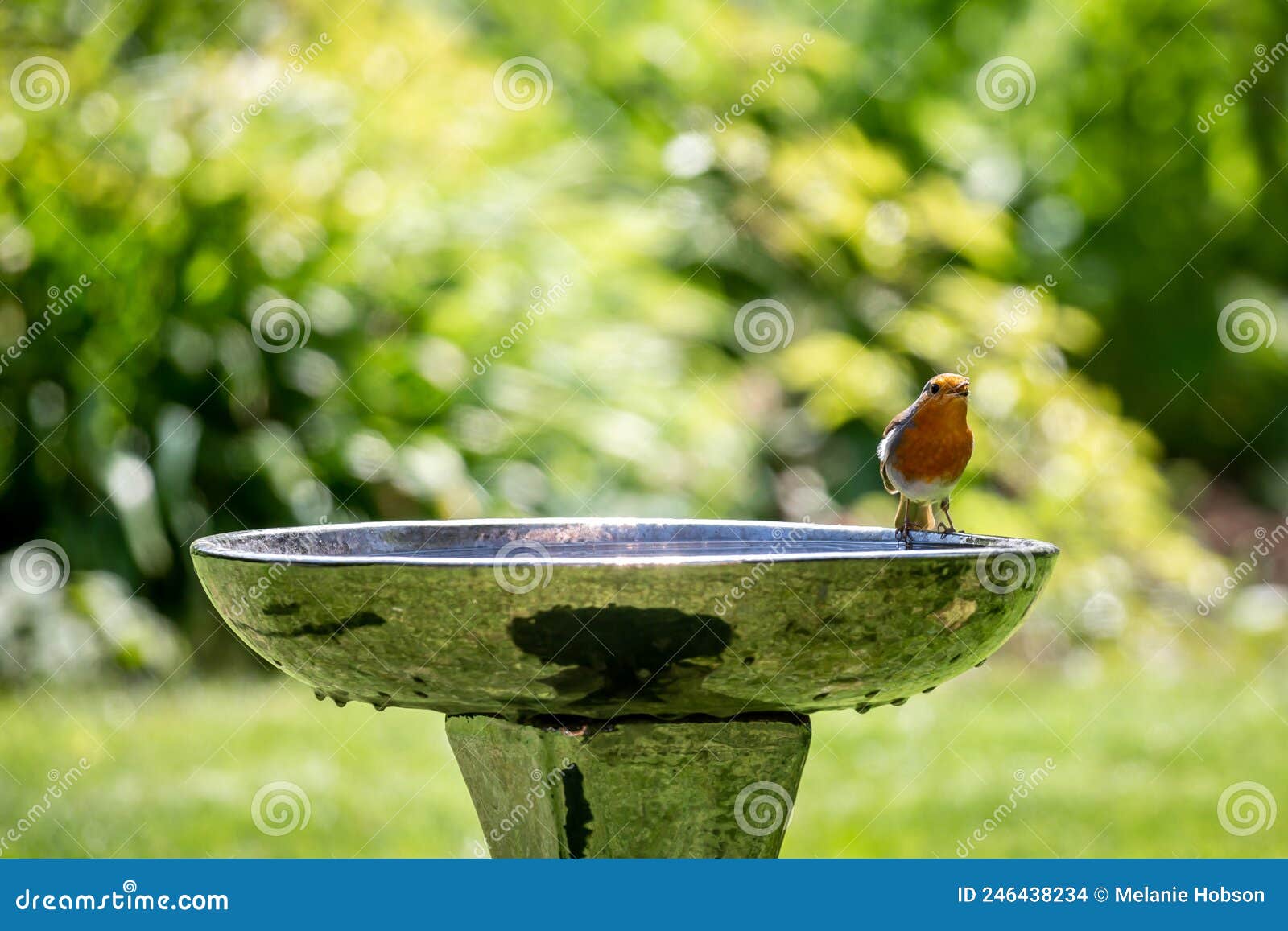 A Robin Standing on the Edge of a Bird Bath, with a Shallow Depth of ...
