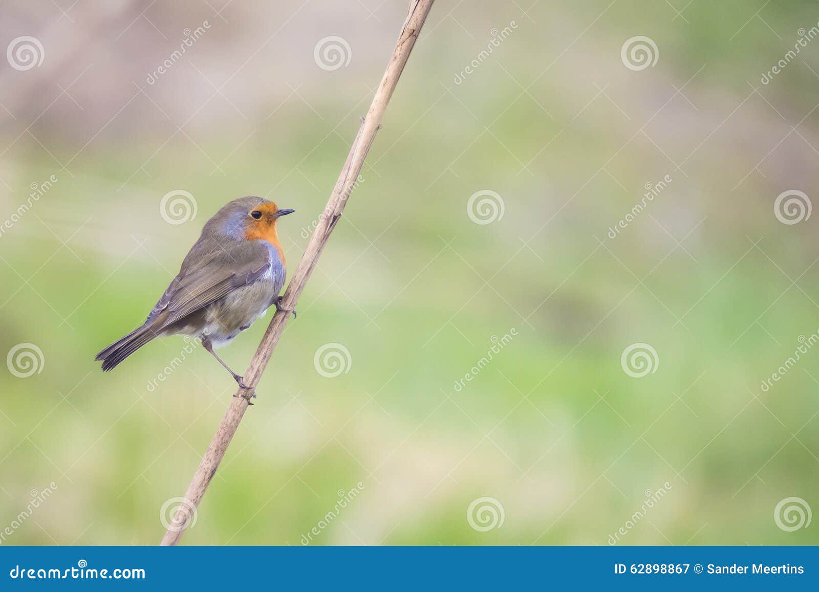Robin singing in winter stock image. Image of branch - 62898867