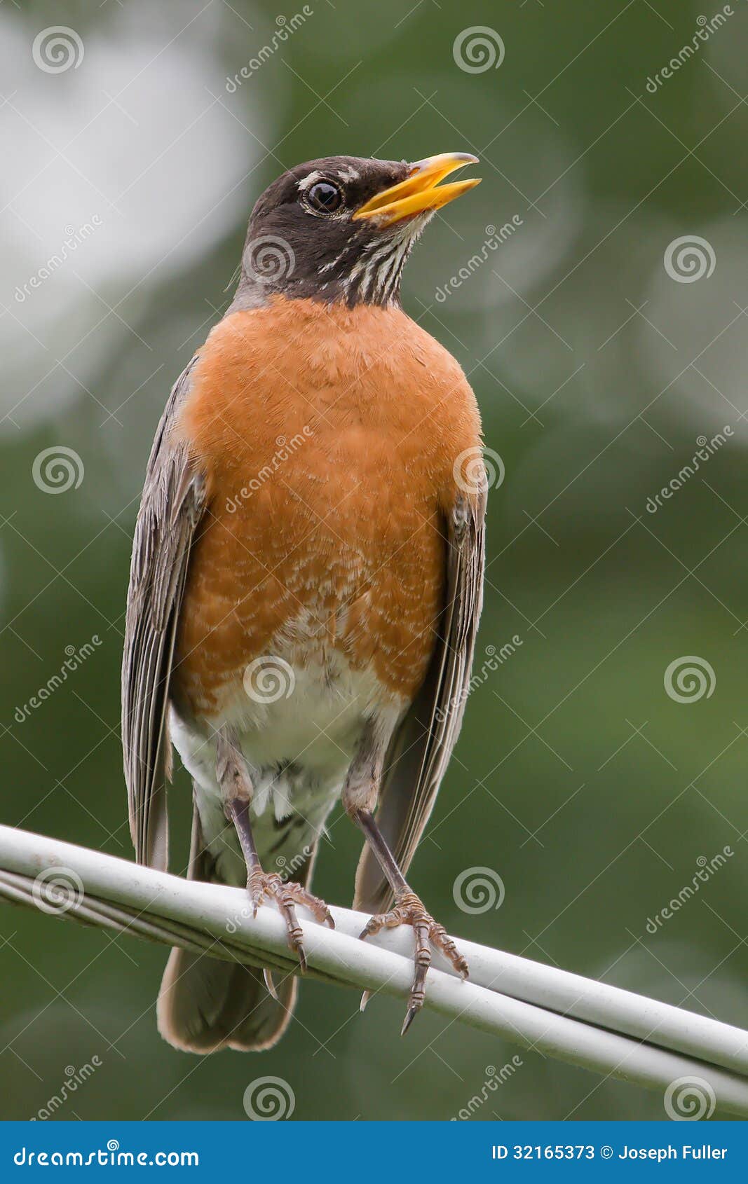 Robin Singing on a Wire in HDR Stock Image - Image of wire, dynamic ...