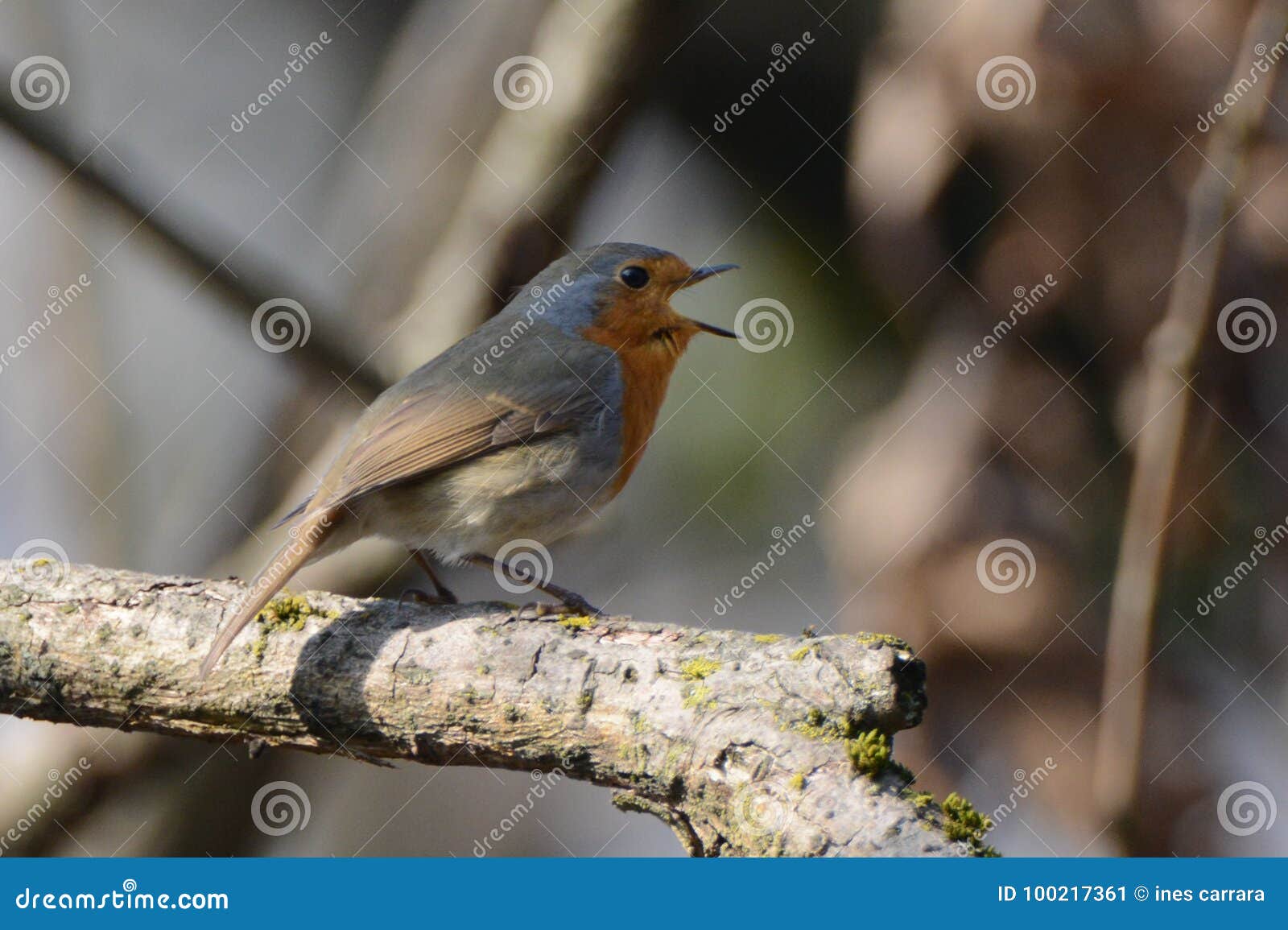 Singing stock image. Image of spring, robin, nature - 100217361