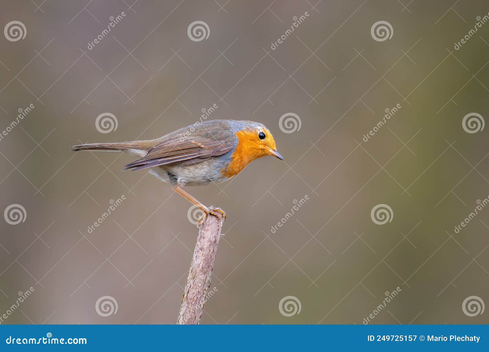 A robin sits on a branch stock image. Image of outside - 249725157