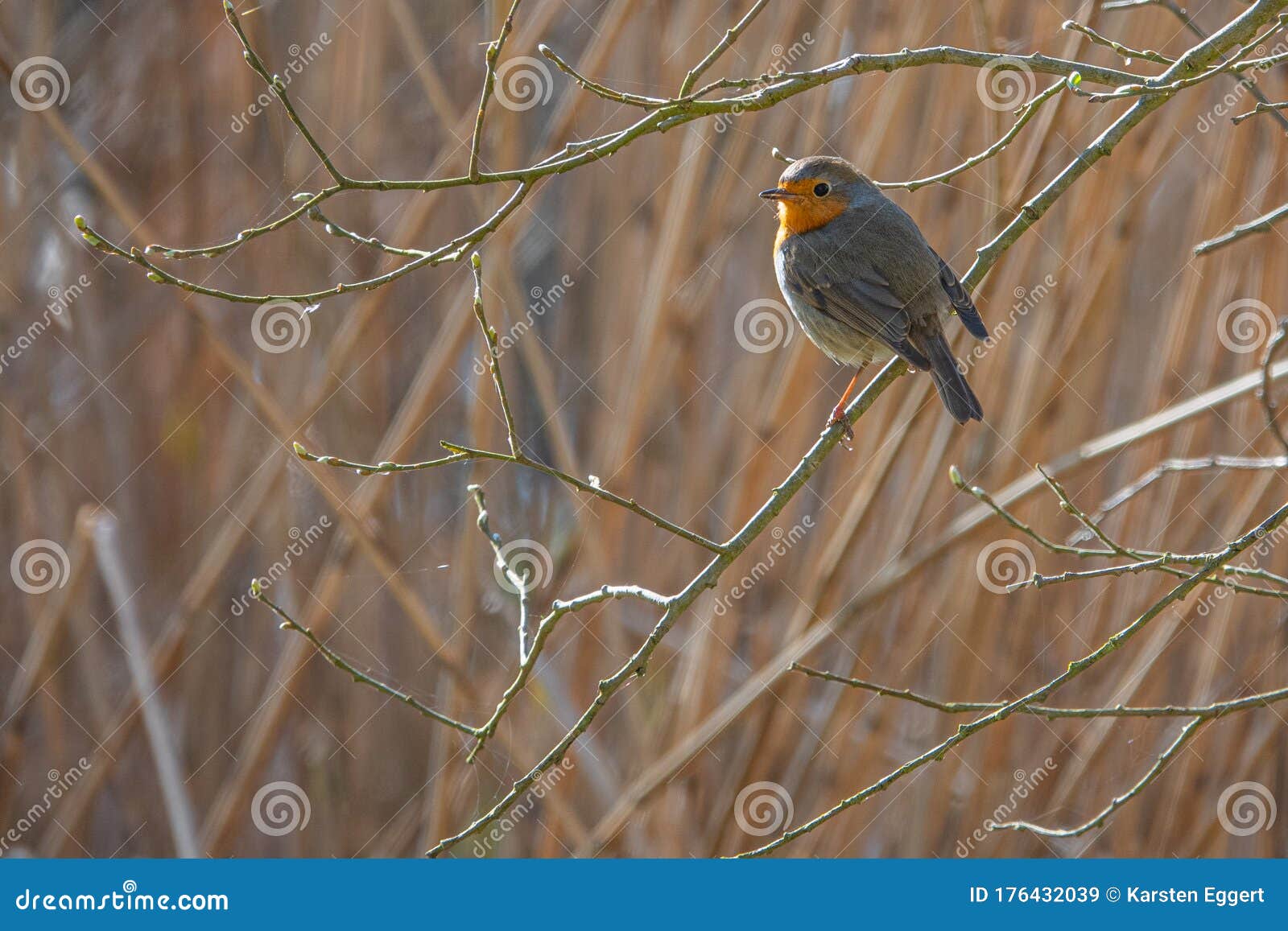 Robin Sits on a Branch and Looks into the Camera Stock Image - Image of ...