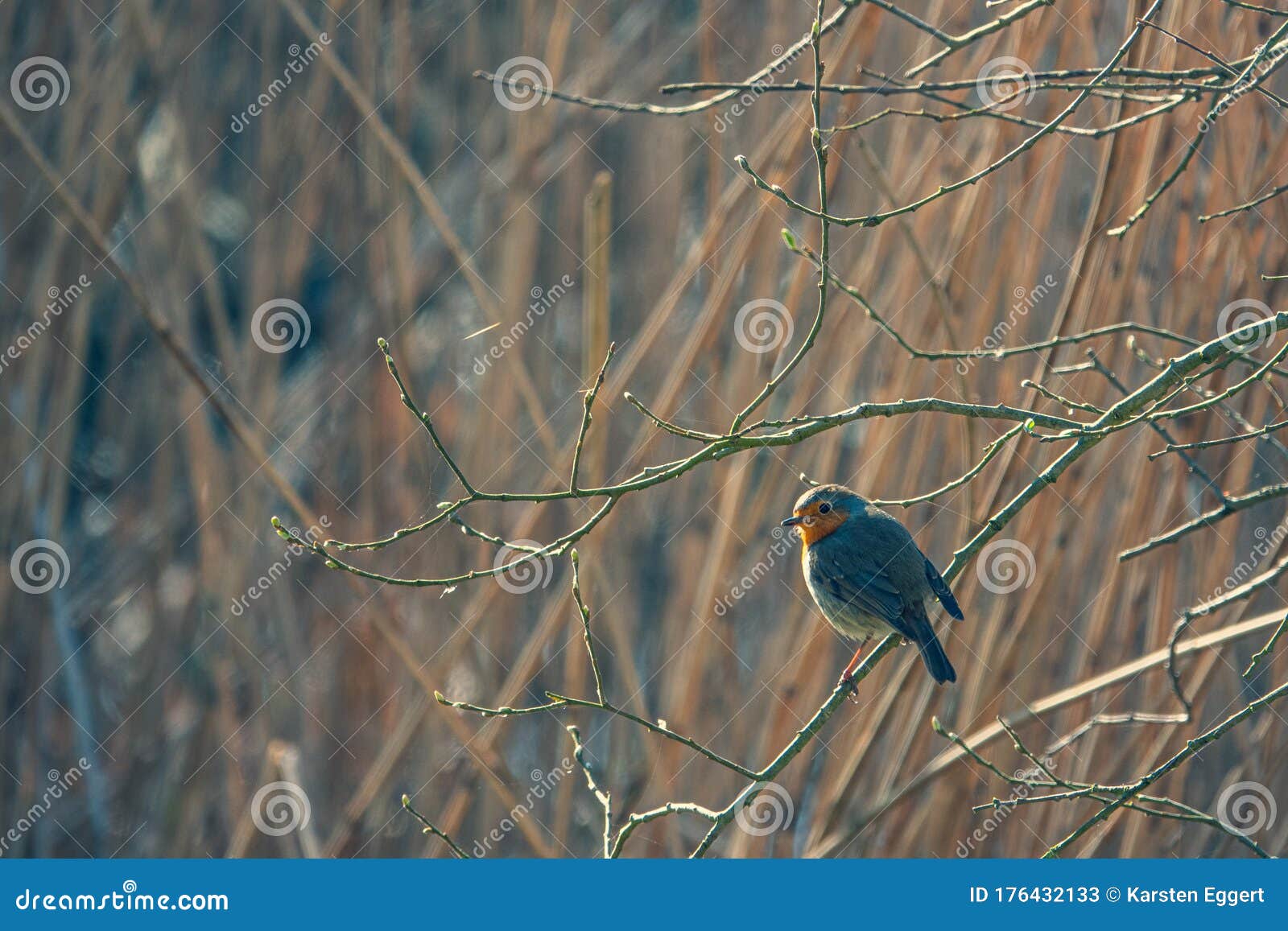 Robin Sits on a Branch and Looks into the Camera Stock Image - Image of ...