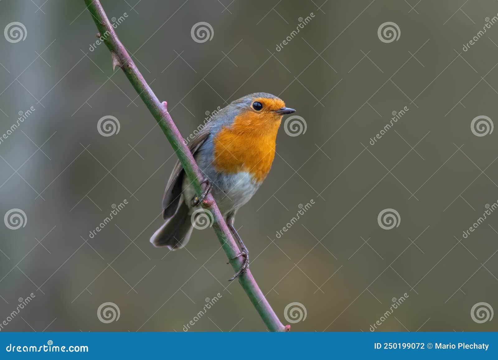 Robin sits on a branch stock photo. Image of feathered - 250199072