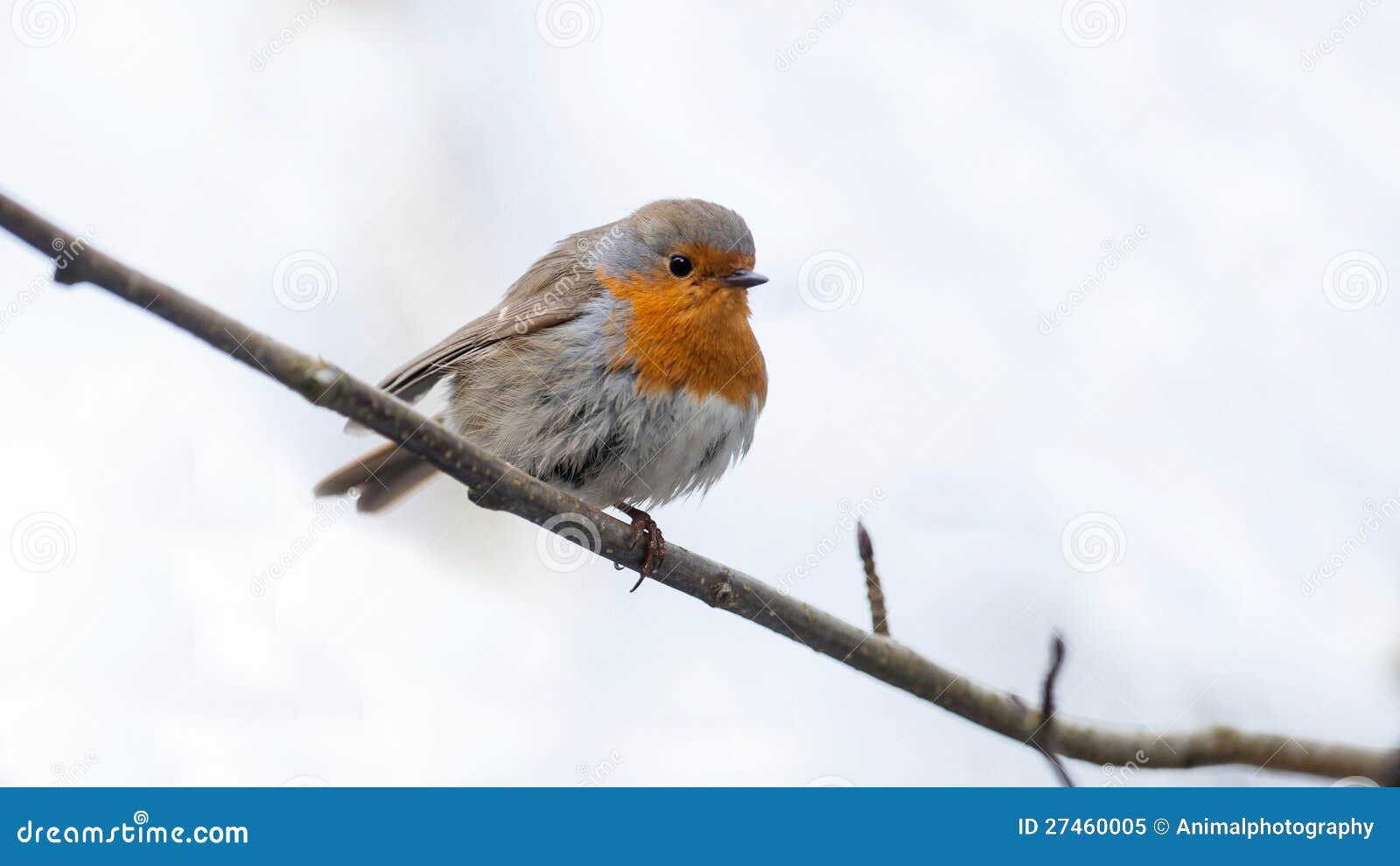 Robin is Sitting on a Branch Stock Image - Image of season, short: 27460005