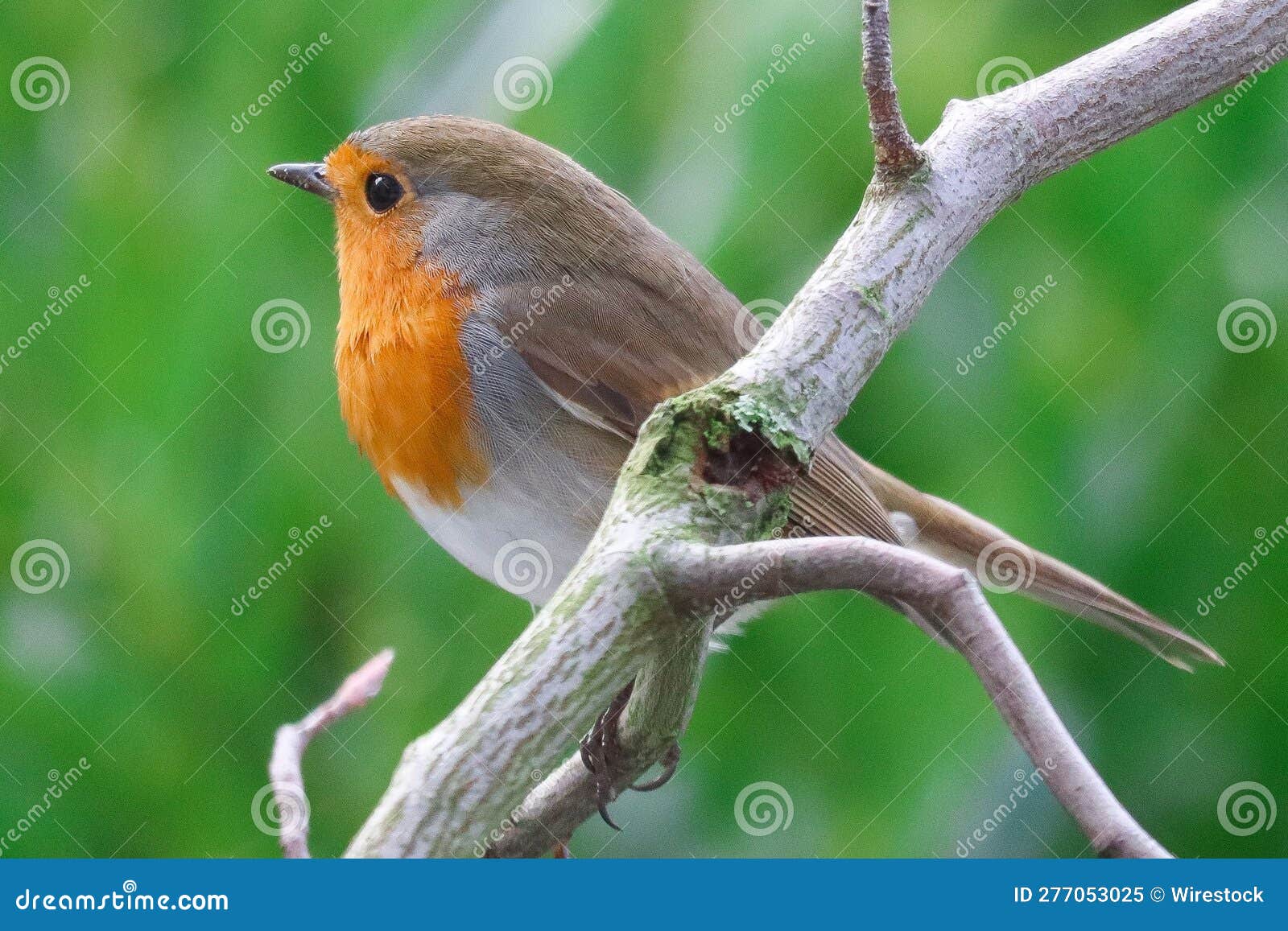 Robin sitting on branch stock image. Image of beak, wildlife - 277053025