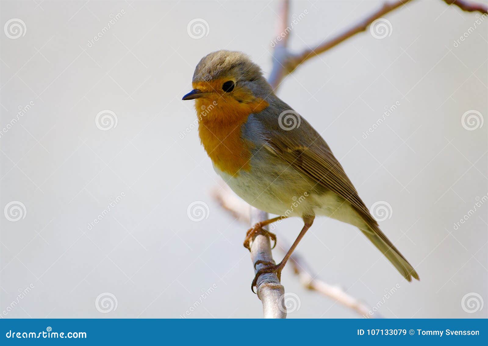 Robin Sitting an a Branch in Sweden Stock Image - Image of robin ...