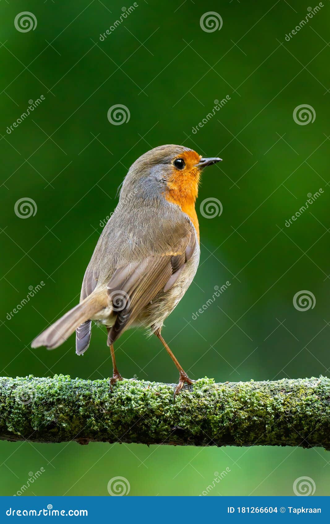 A Robin Sitting on a Branch Stock Photo - Image of great, feather ...