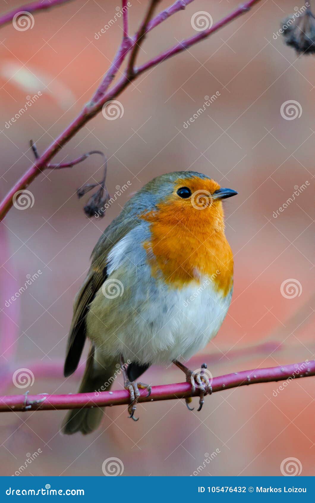 Robin sitting on a branch stock photo. Image of friend - 105476432