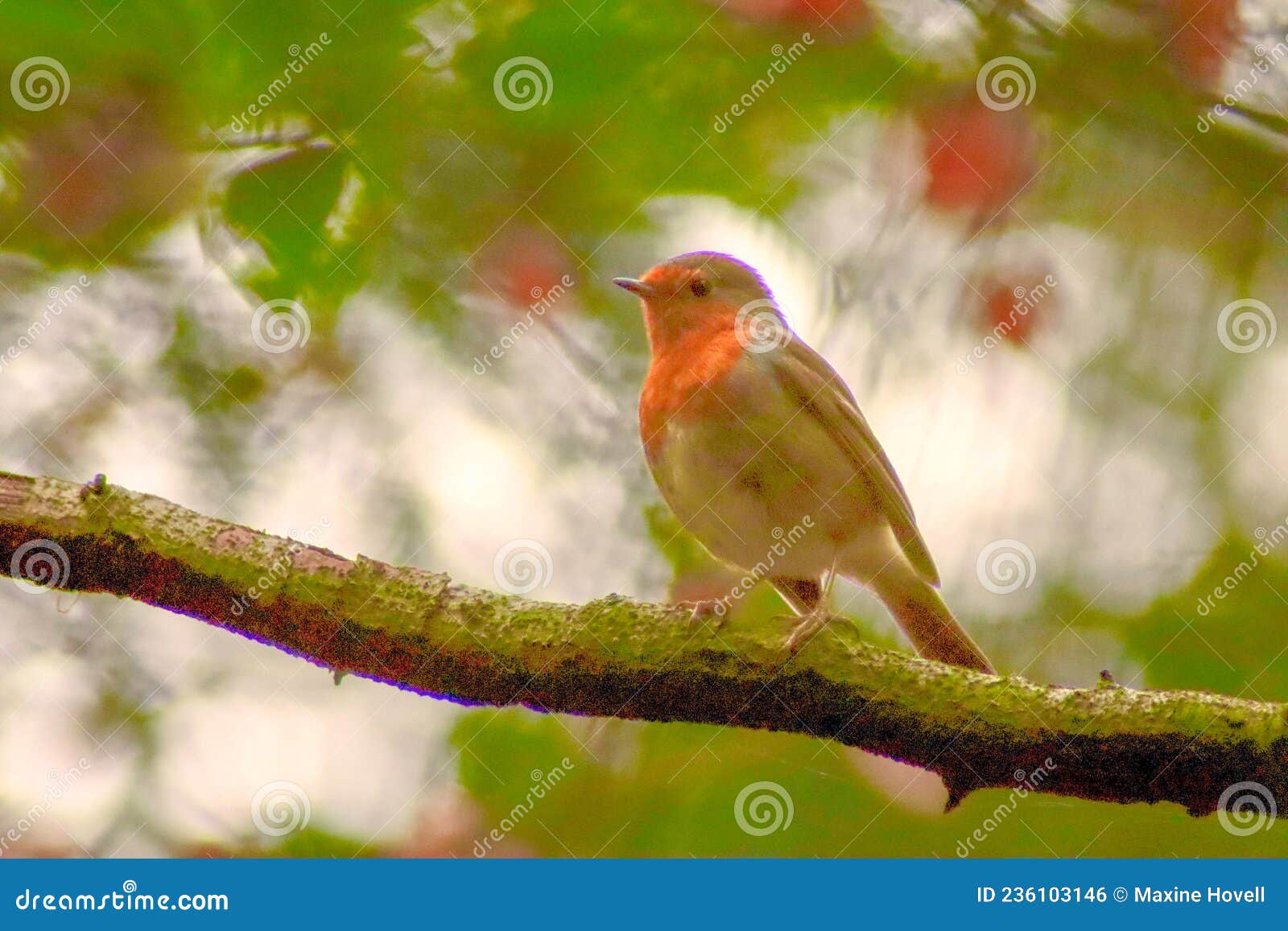A Red Robin on a Tree Branch Stock Photo - Image of sidewards, wildlife ...