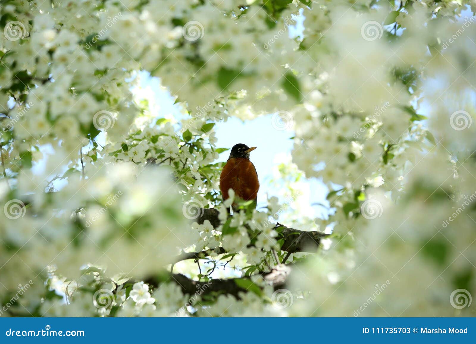 Robin in White Blossom Tree Stock Image - Image of blooming, flowering ...