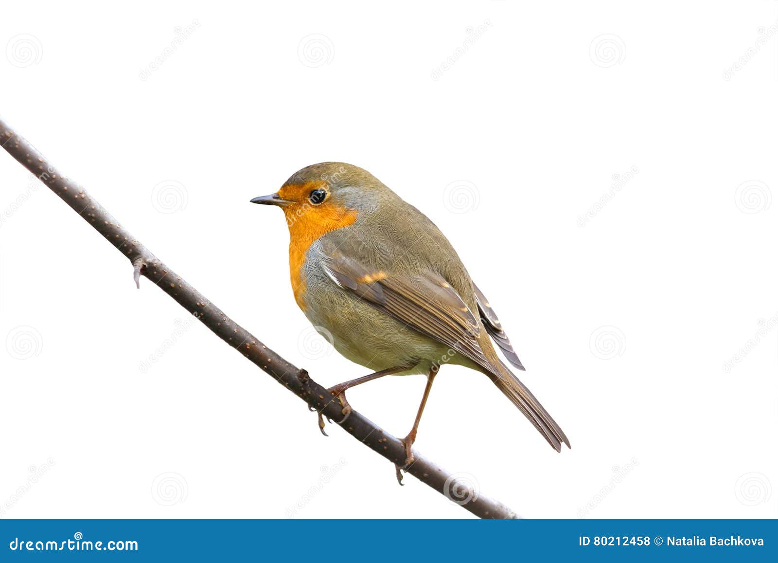 Robin White Background