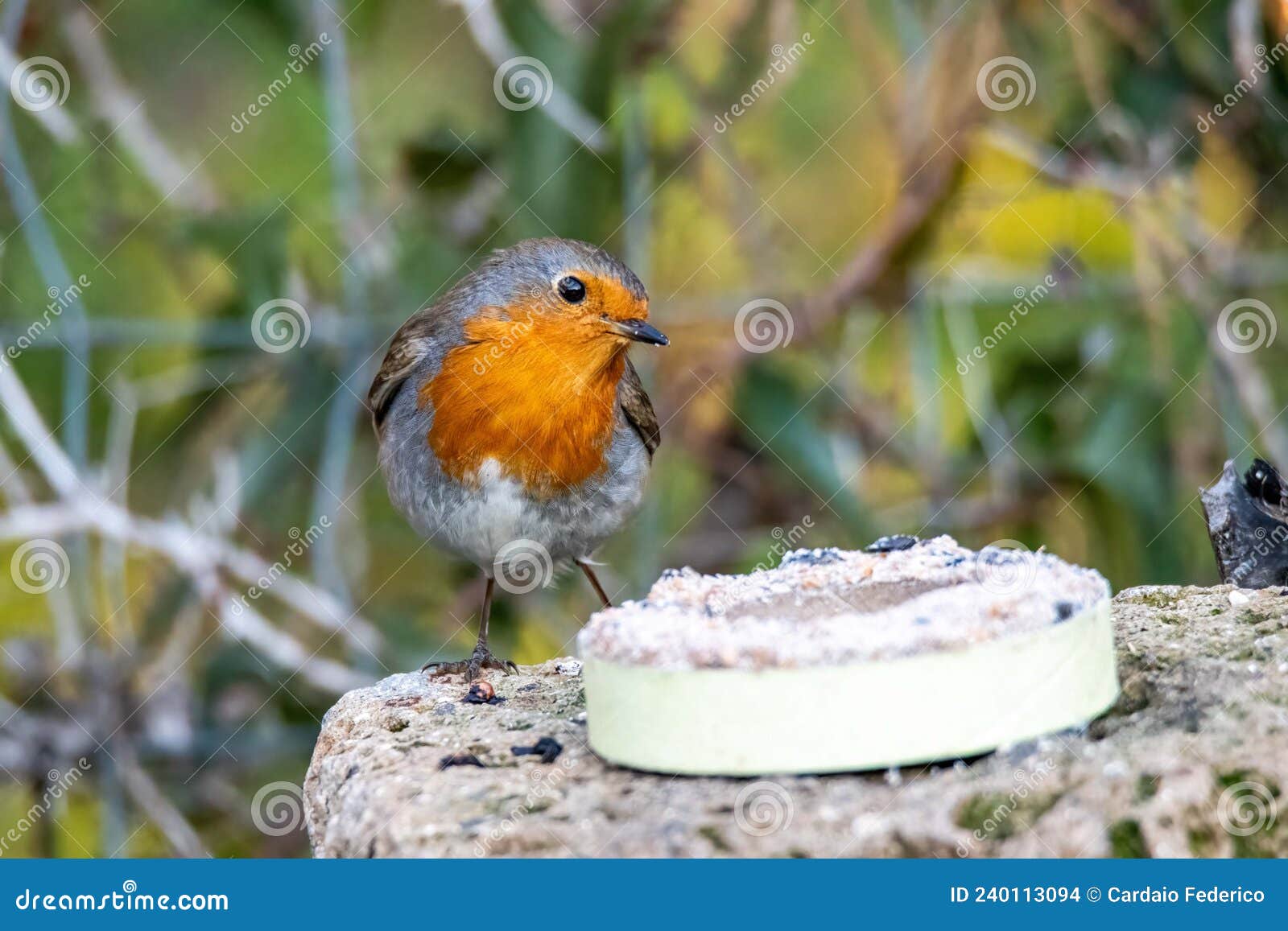 Robin Sitting on a Brick and Eating Stock Photo - Image of blue ...