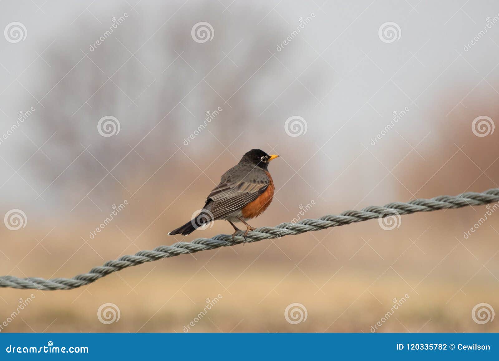 Bird on a Wire stock photo. Image of council, armadillo - 120335782
