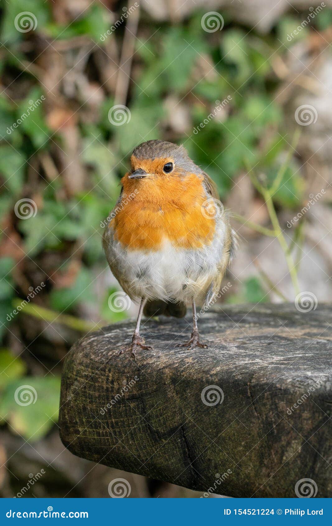 Robin Sitting on a Log stock photo. Image of wildlife - 154521224