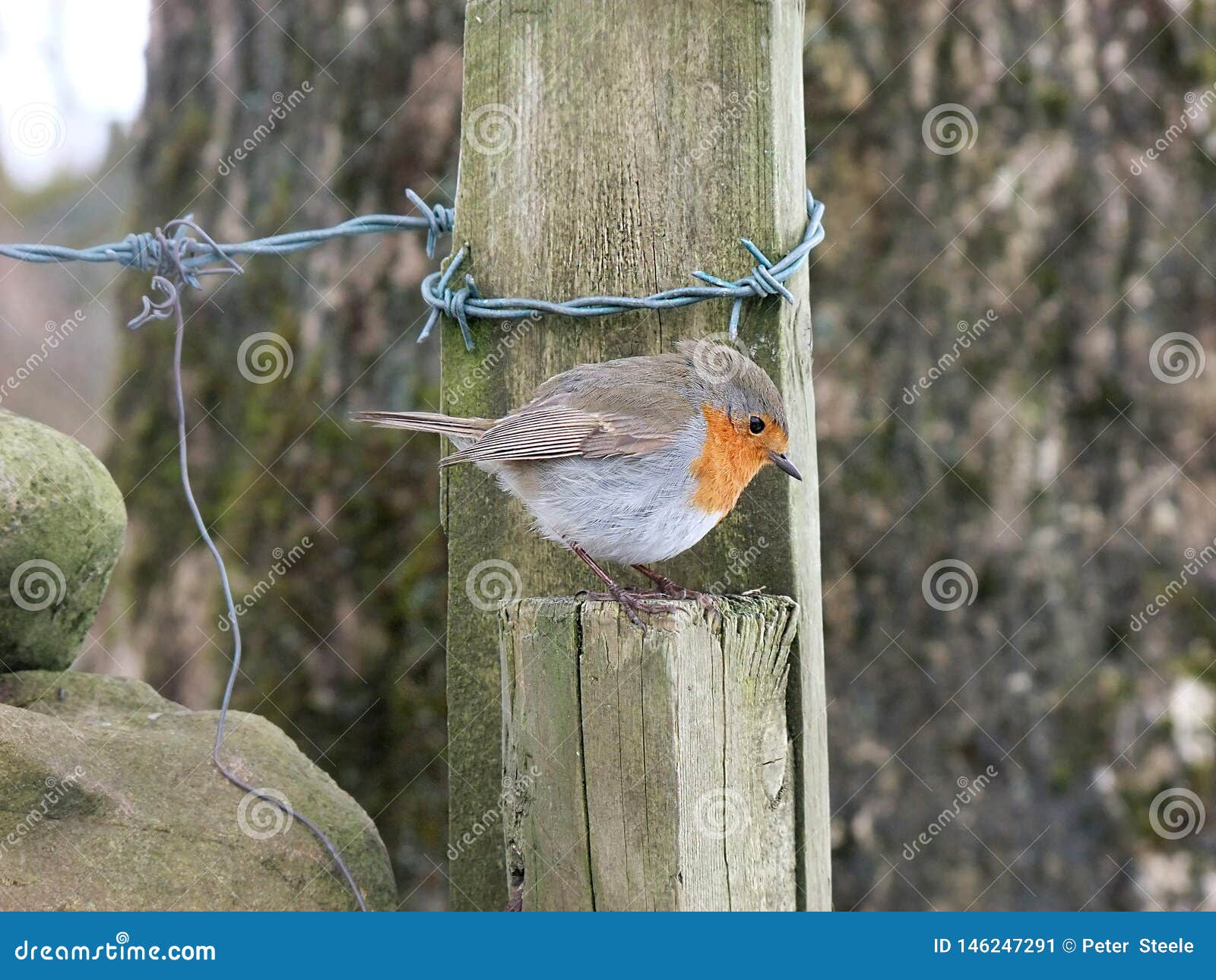 Robin Sitting on a Post in Ireland Stock Image - Image of common ...