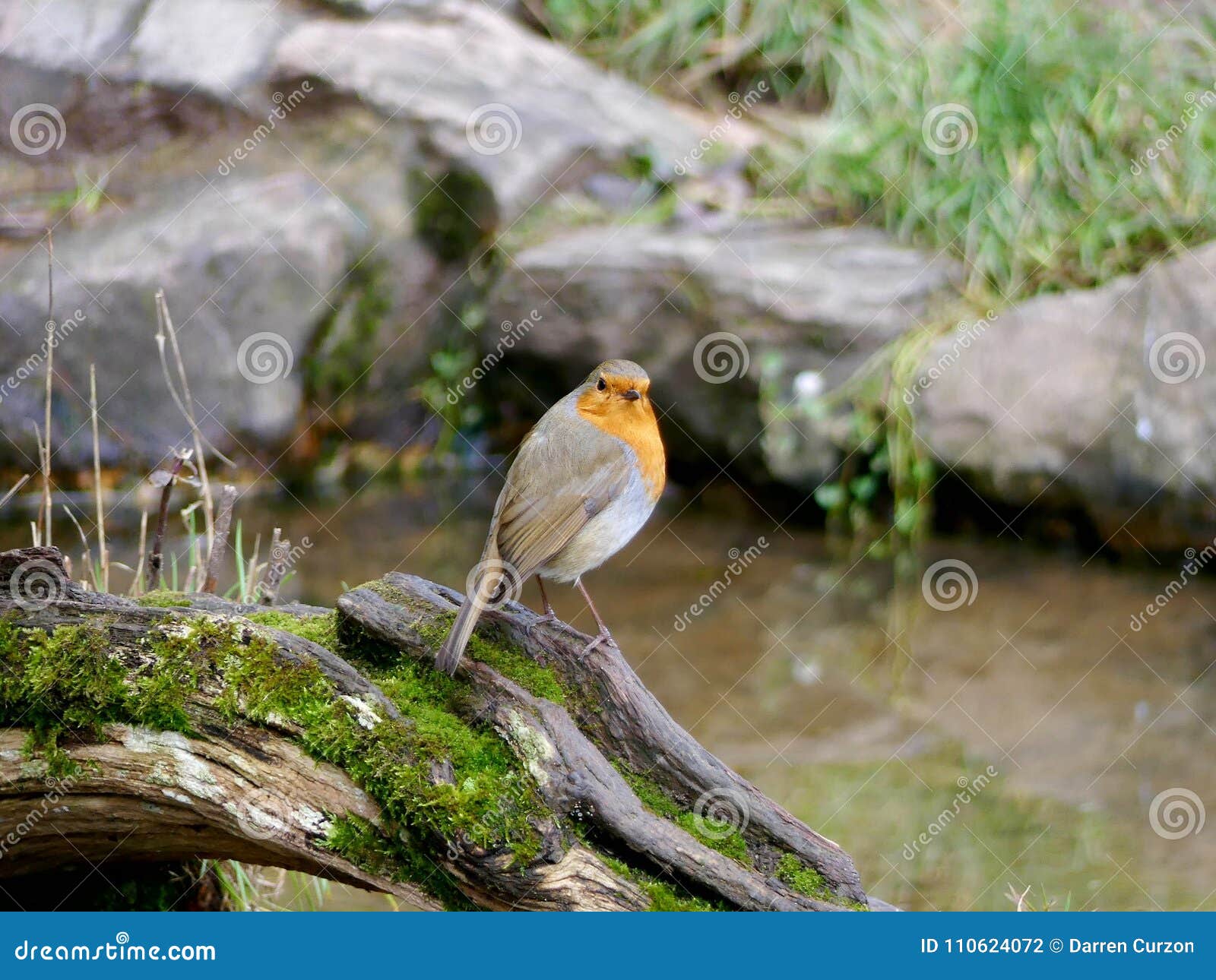 Robin on a log stock photo. Image of water, small, beak - 110624072