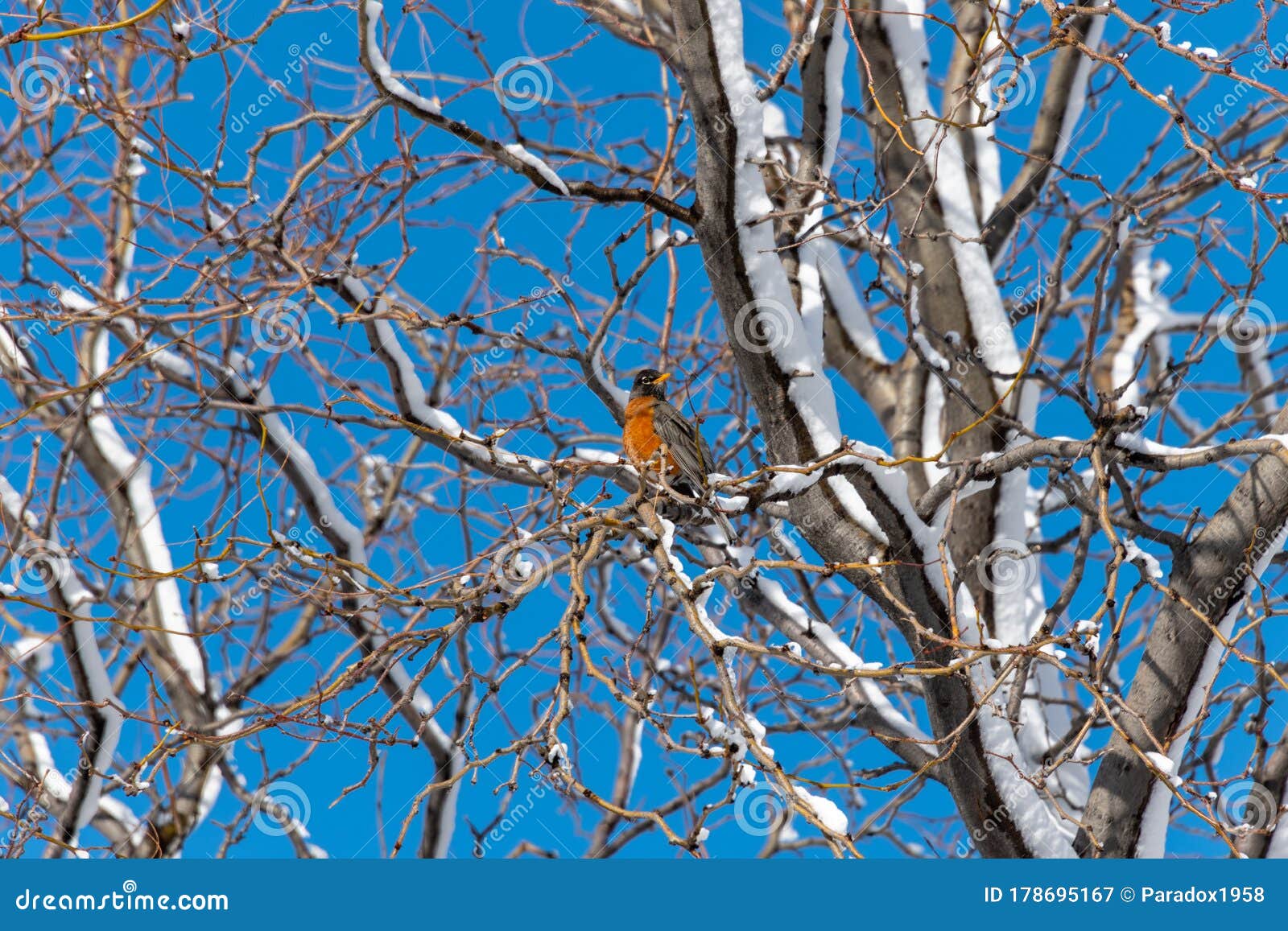 First Robin of Spring after a Spring Snow Stock Image - Image of branch ...
